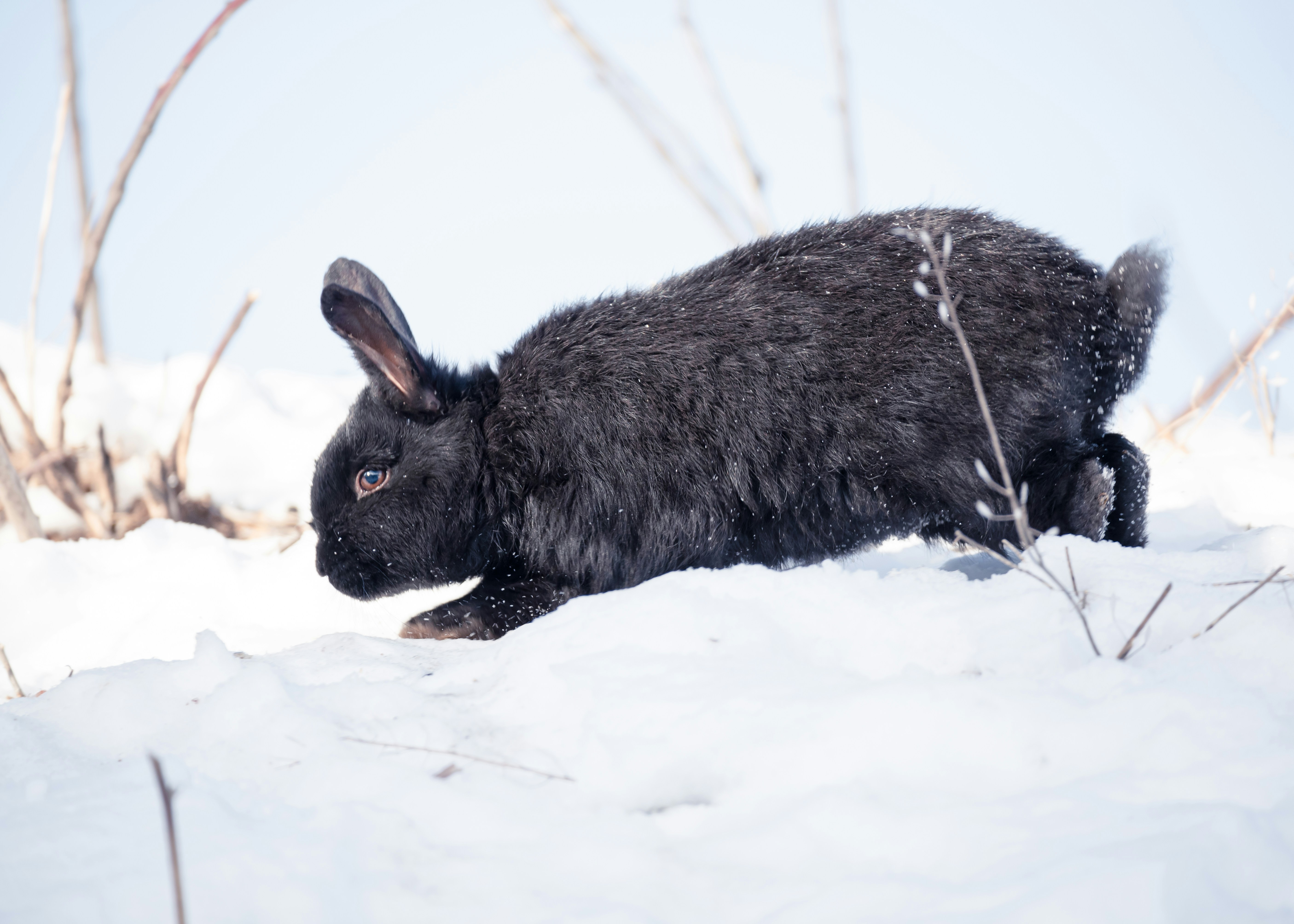 Black Hare Burrowing Through Winter Quiet