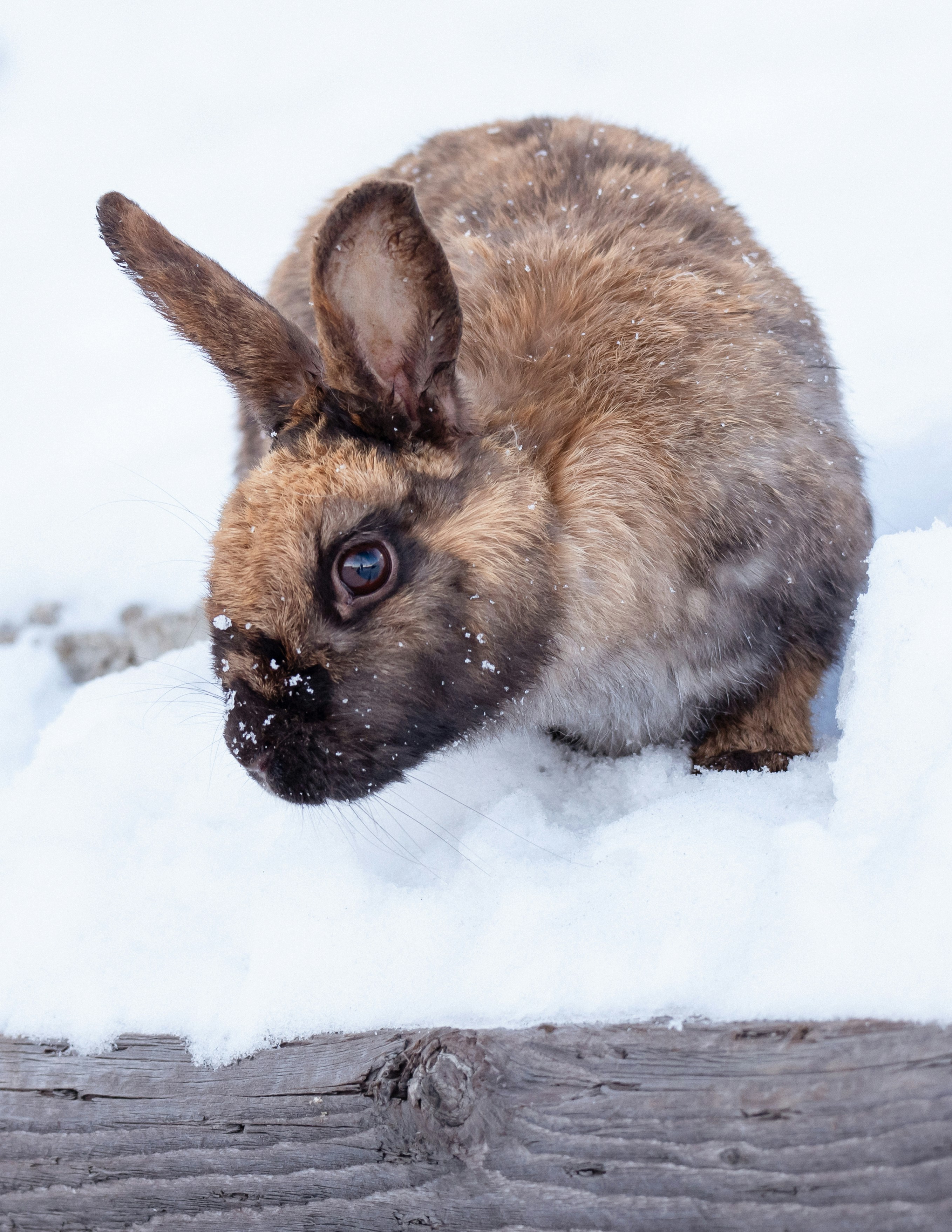 Snowbound Hopper: A curious hare on a wooden ledge