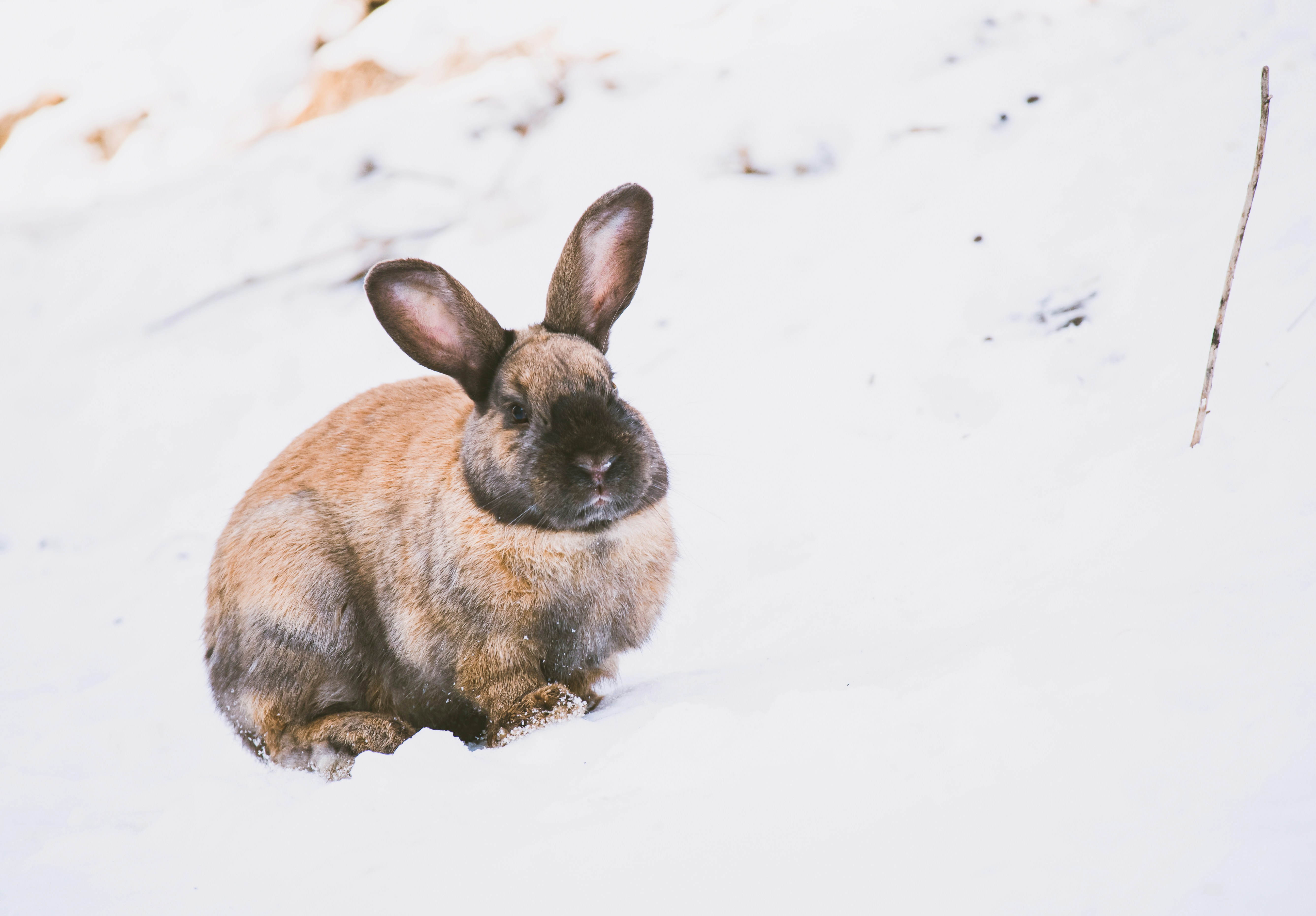 Winter Hare in Focus: A Quiet Snowbound Moment