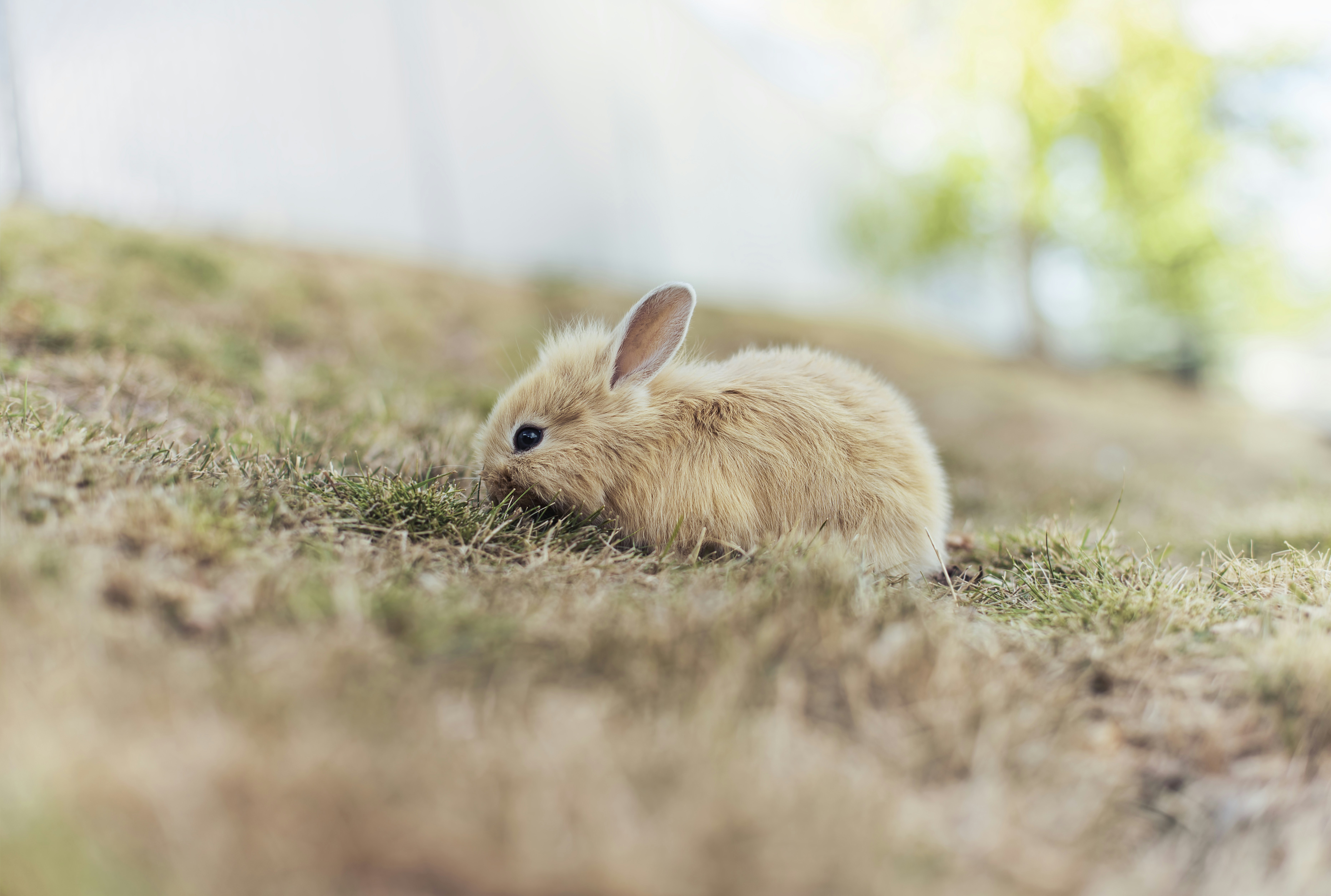 Soft-Earth Quiet: A Tiny Bunny at Ground Level