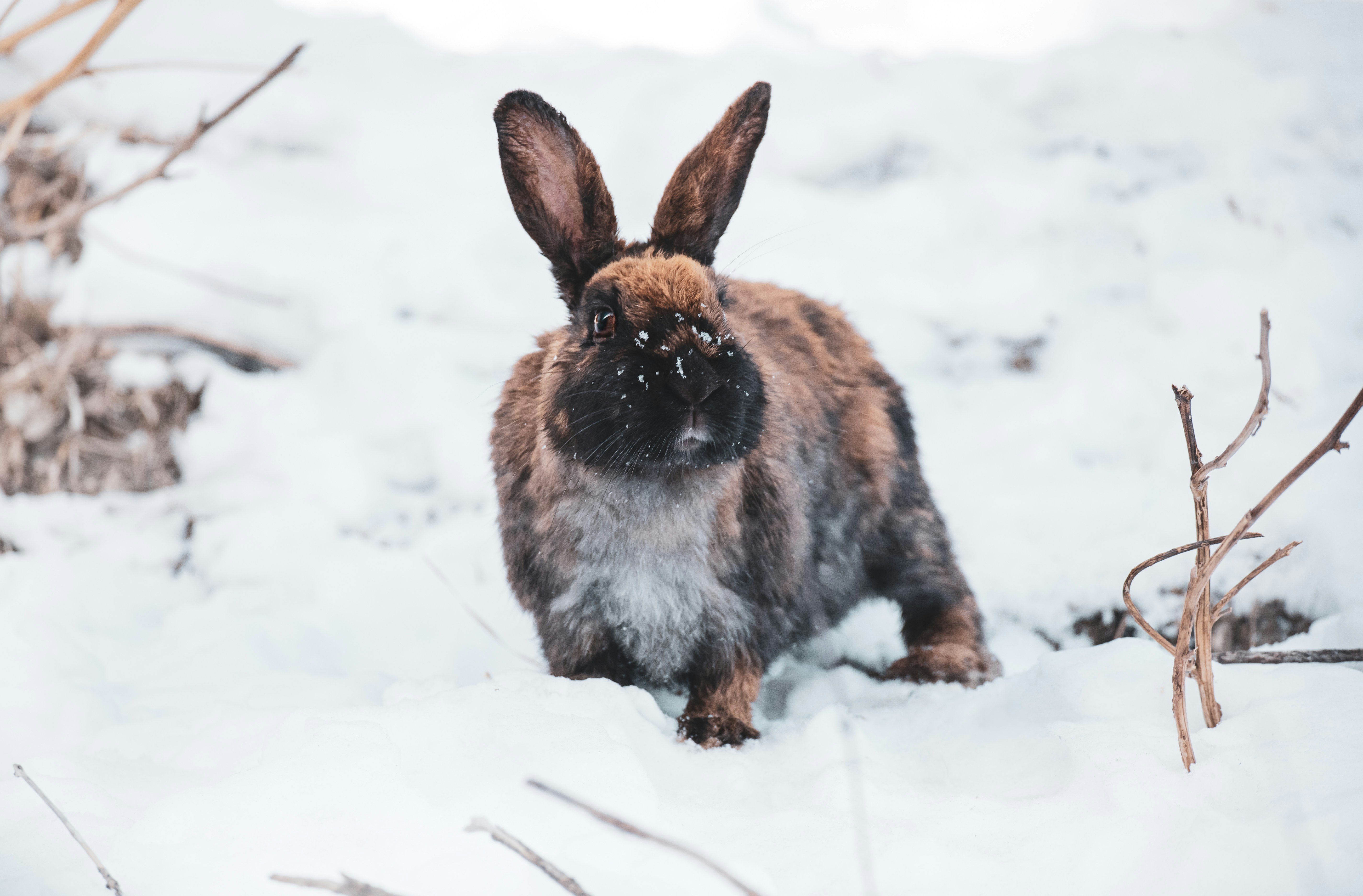 Snowy Stare: A Banded Hare Surprises the Blank White Field