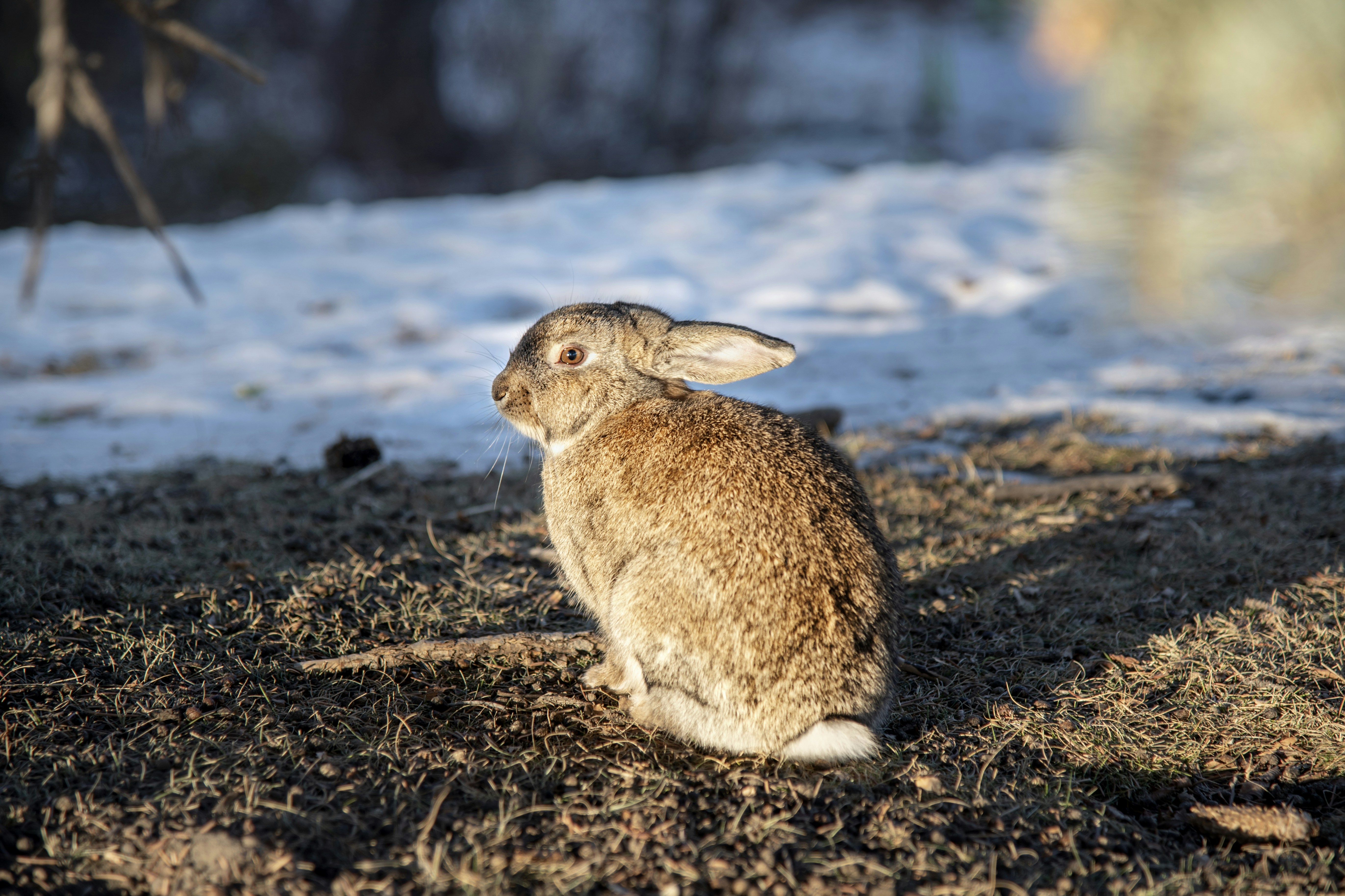 Seasonal Quiet: A Rabbit Pauses at the Water’s Edge