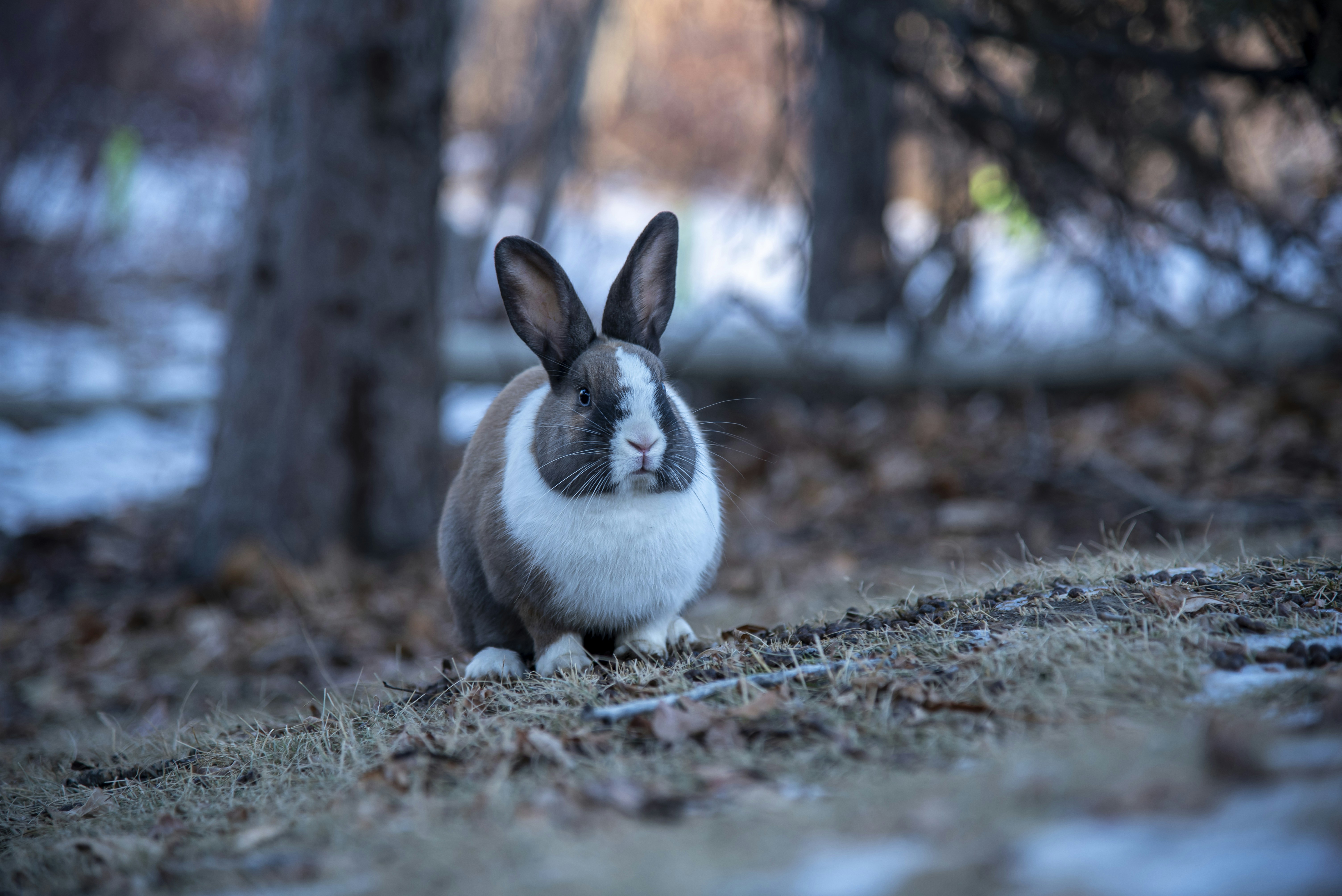 Curled-Ear Stare: A Rabbit Pauses on a Frosty Forest Floor