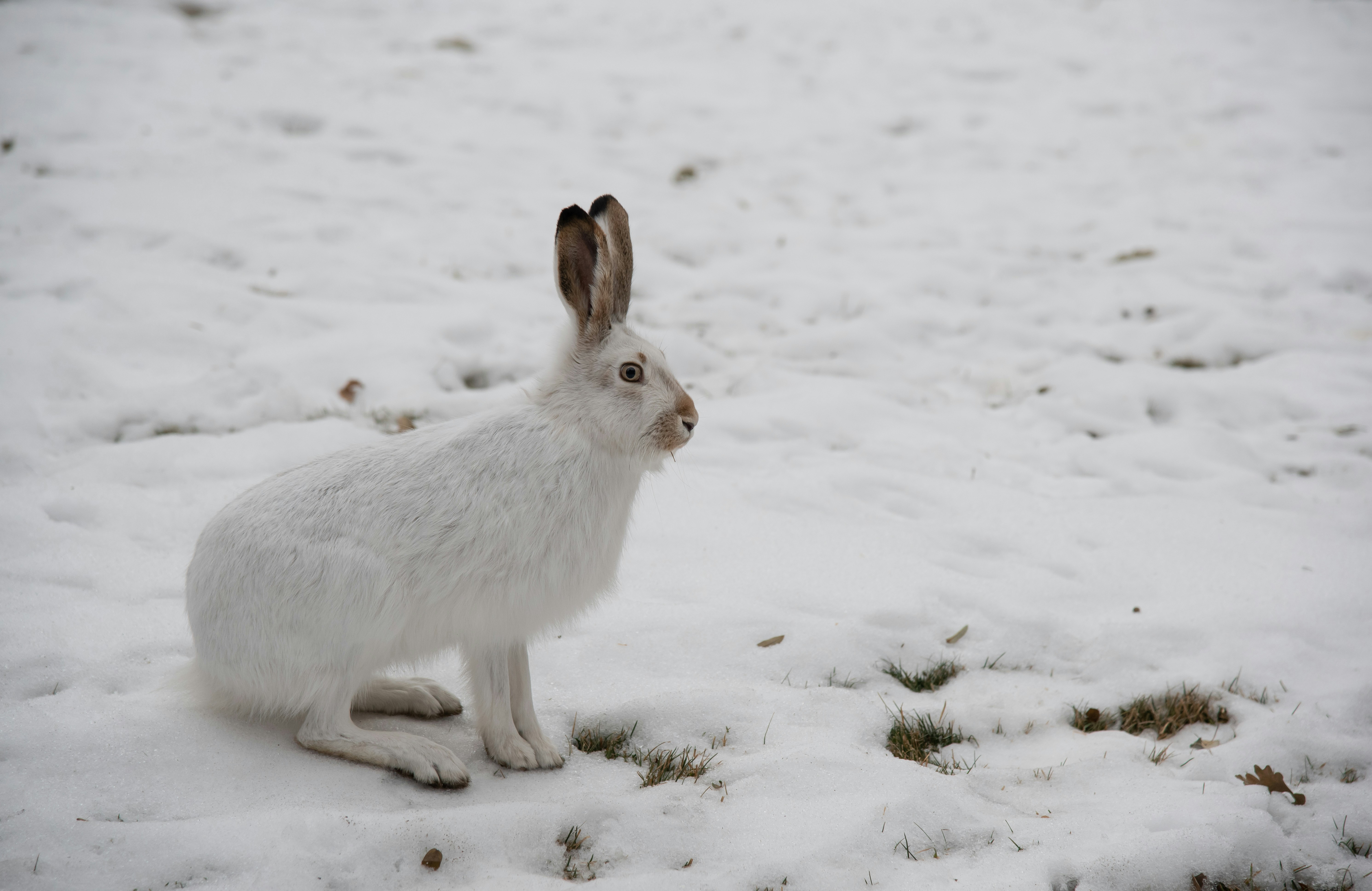 Winter Quiet: White Hare on Snow