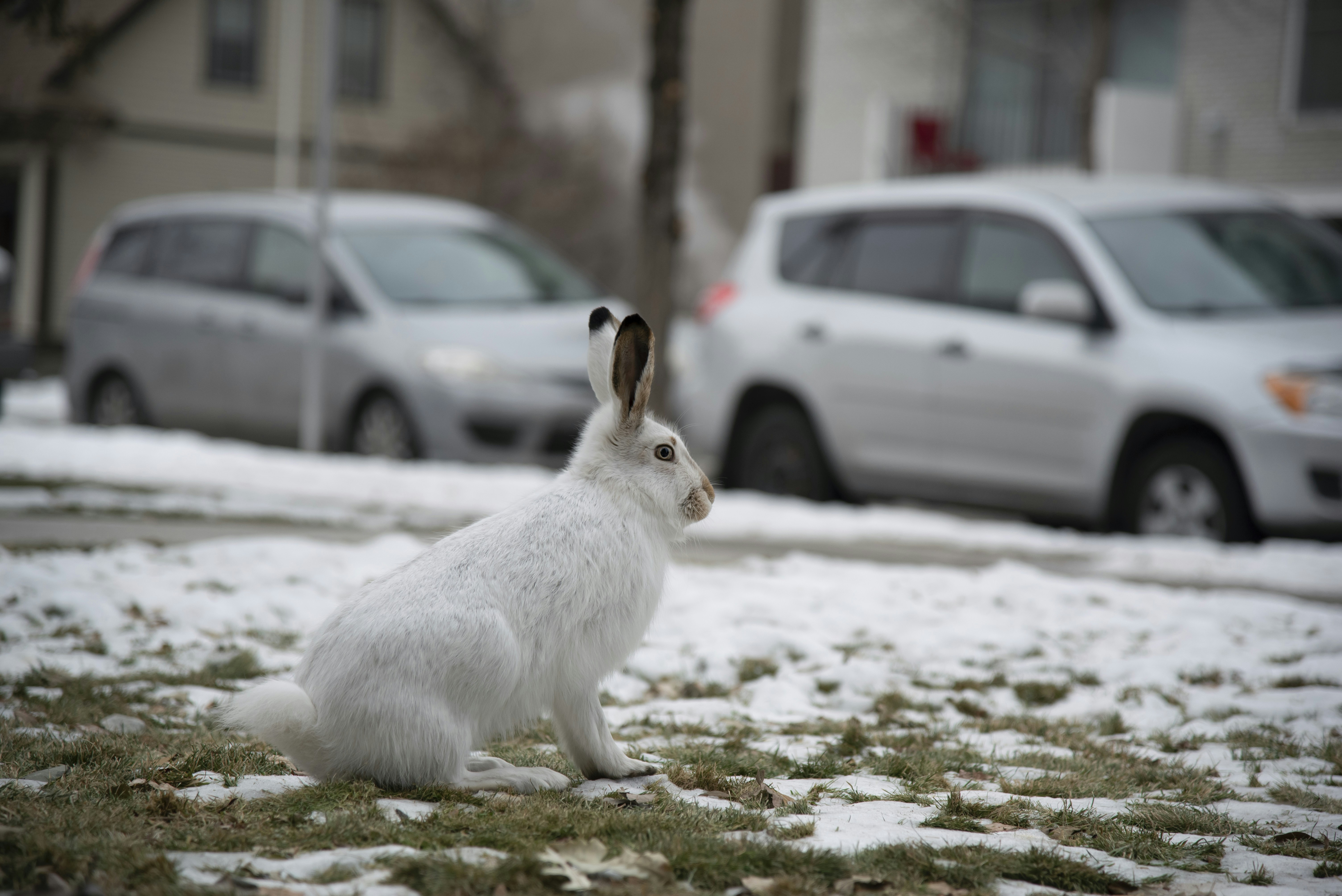 Winter Watch: White Hare in a Suburban Snow Patch