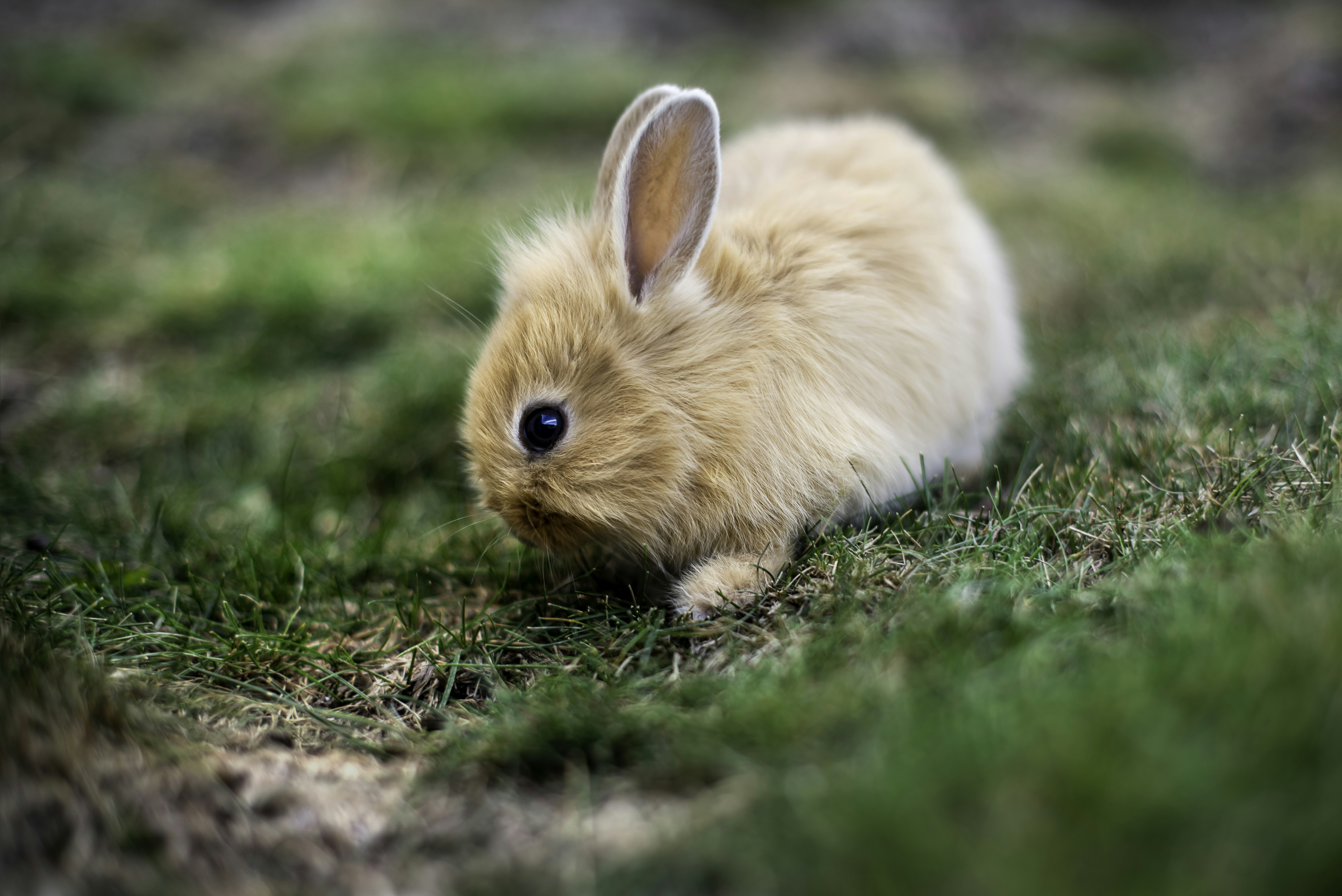 Soft-Eyed Wanderer: A Tiny Bunny on Spring Grass
