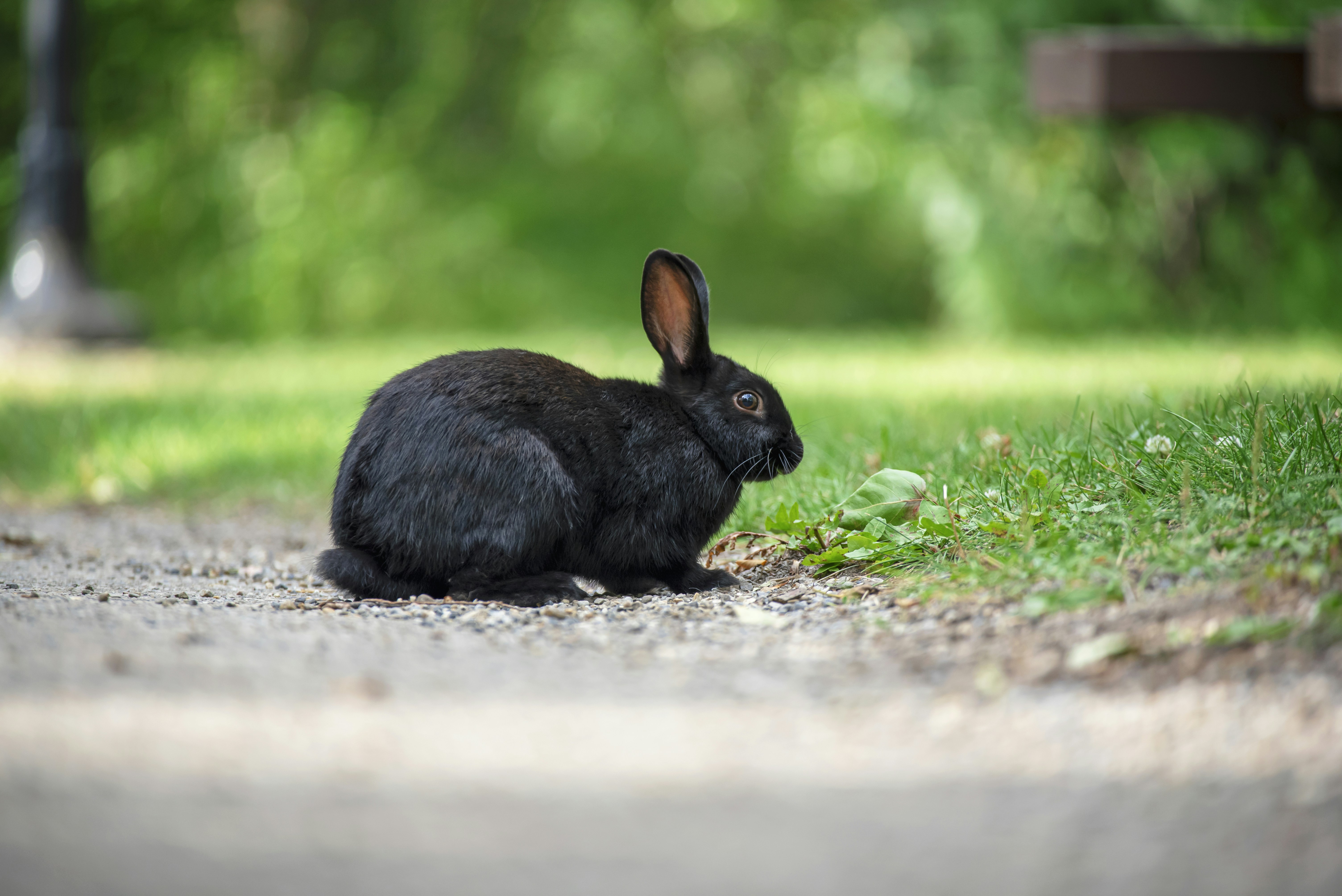 Black Rabbit in a Quiet Park: A Moment of Stillness