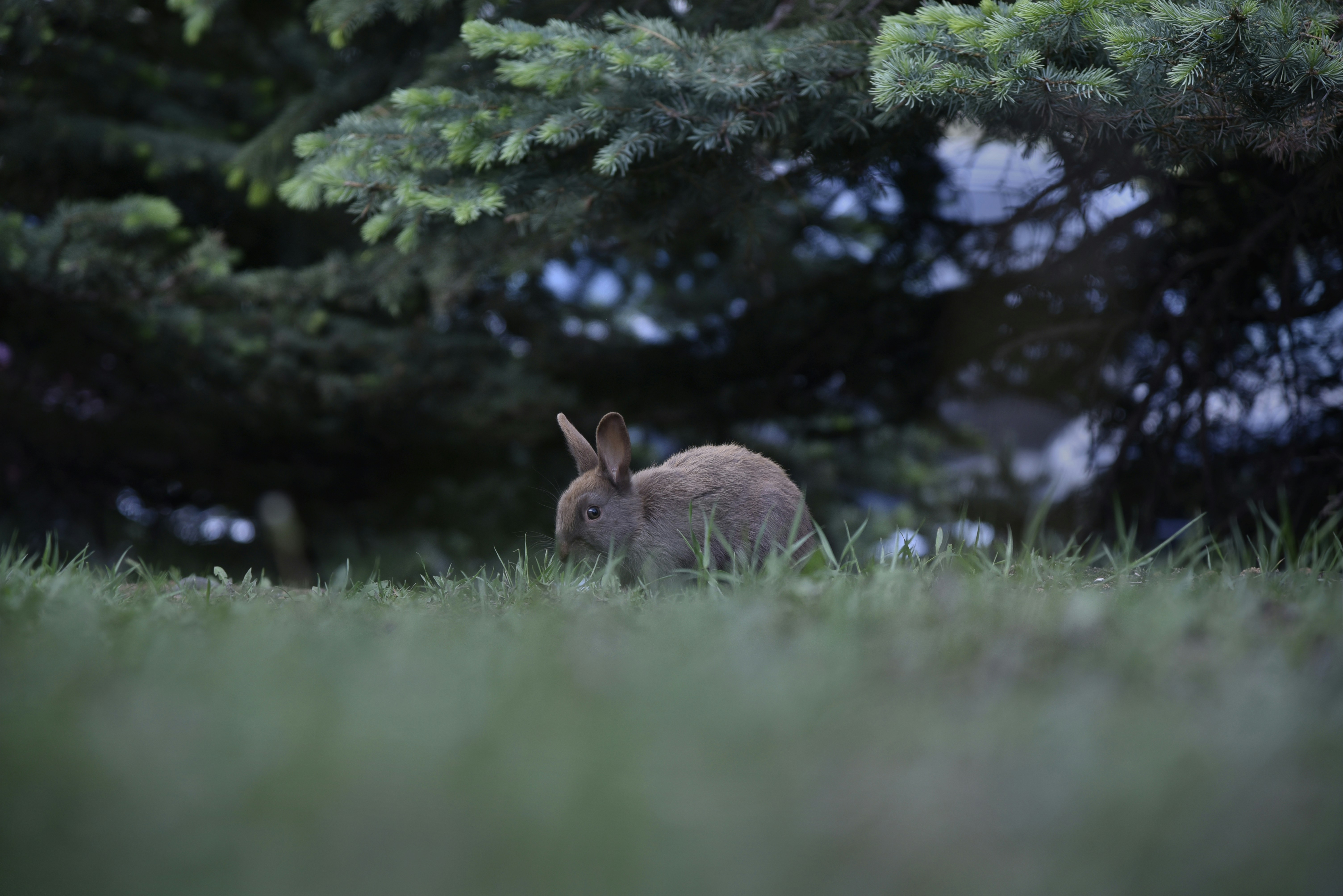 Hidden Meadow Rabbit: A Quiet Moment at Dusk