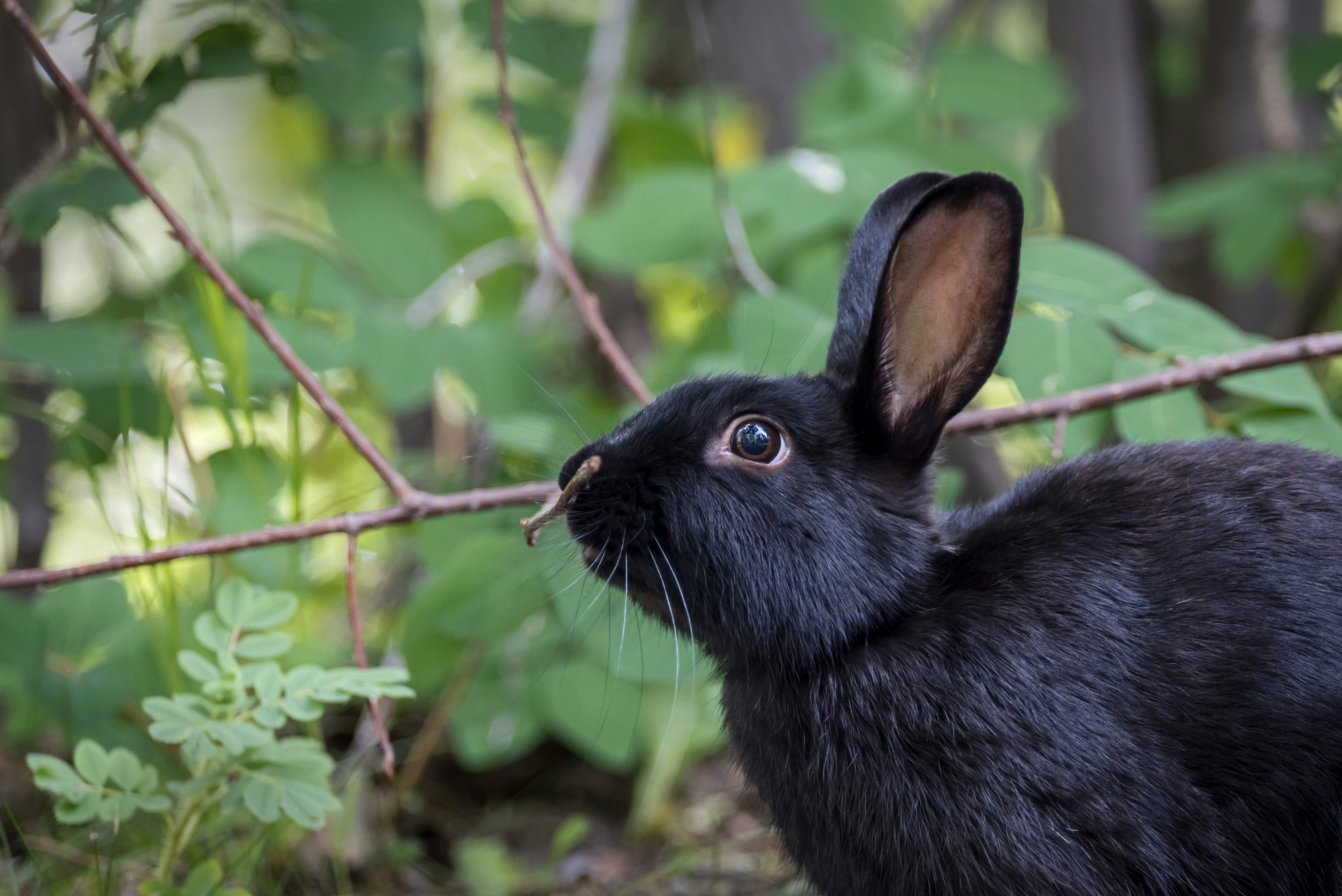 Midnight Muse: A Black Rabbit Reaches Toward the Quiet Green