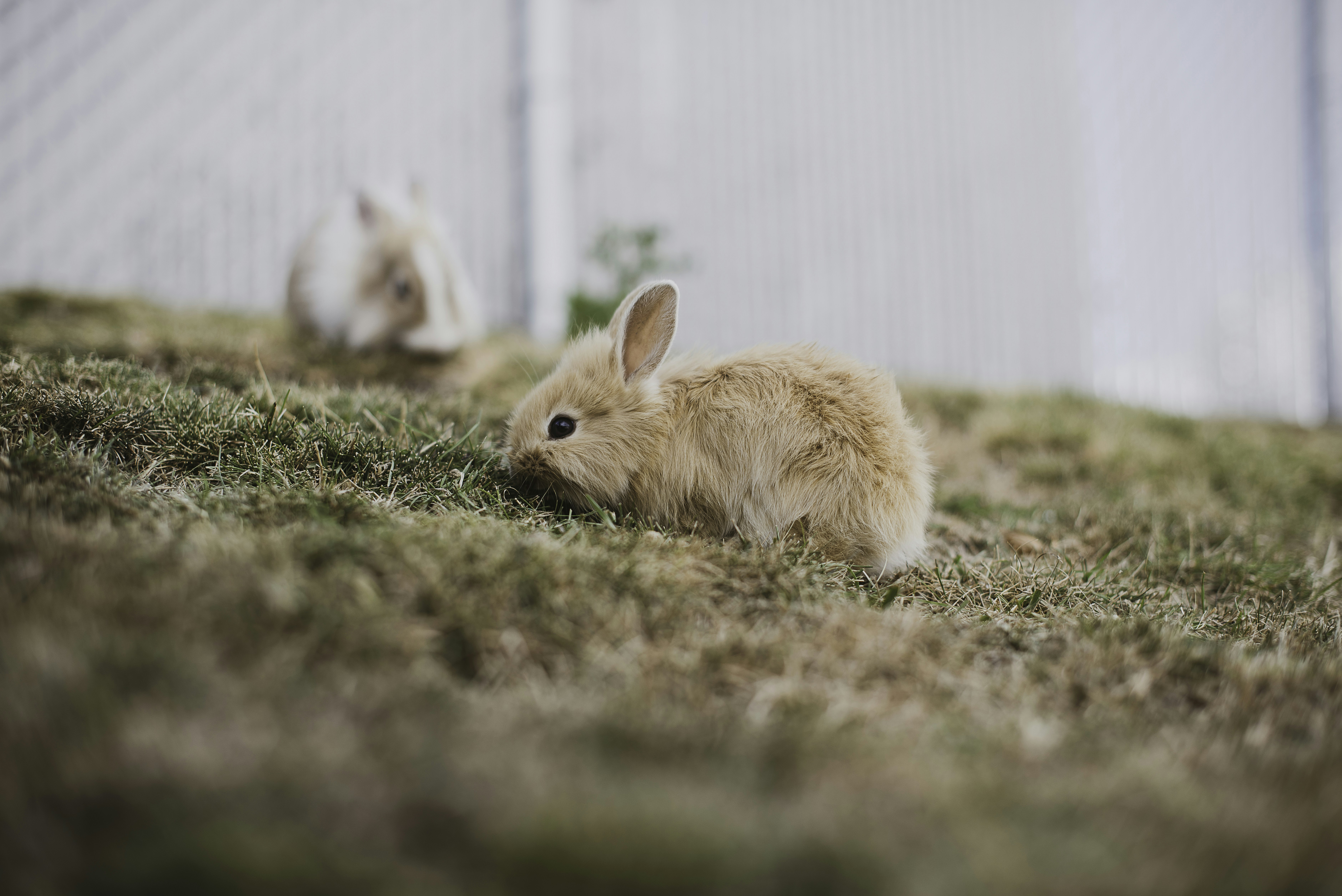 Soft-Earth Hideaway: A Gentle Rabbit Pause