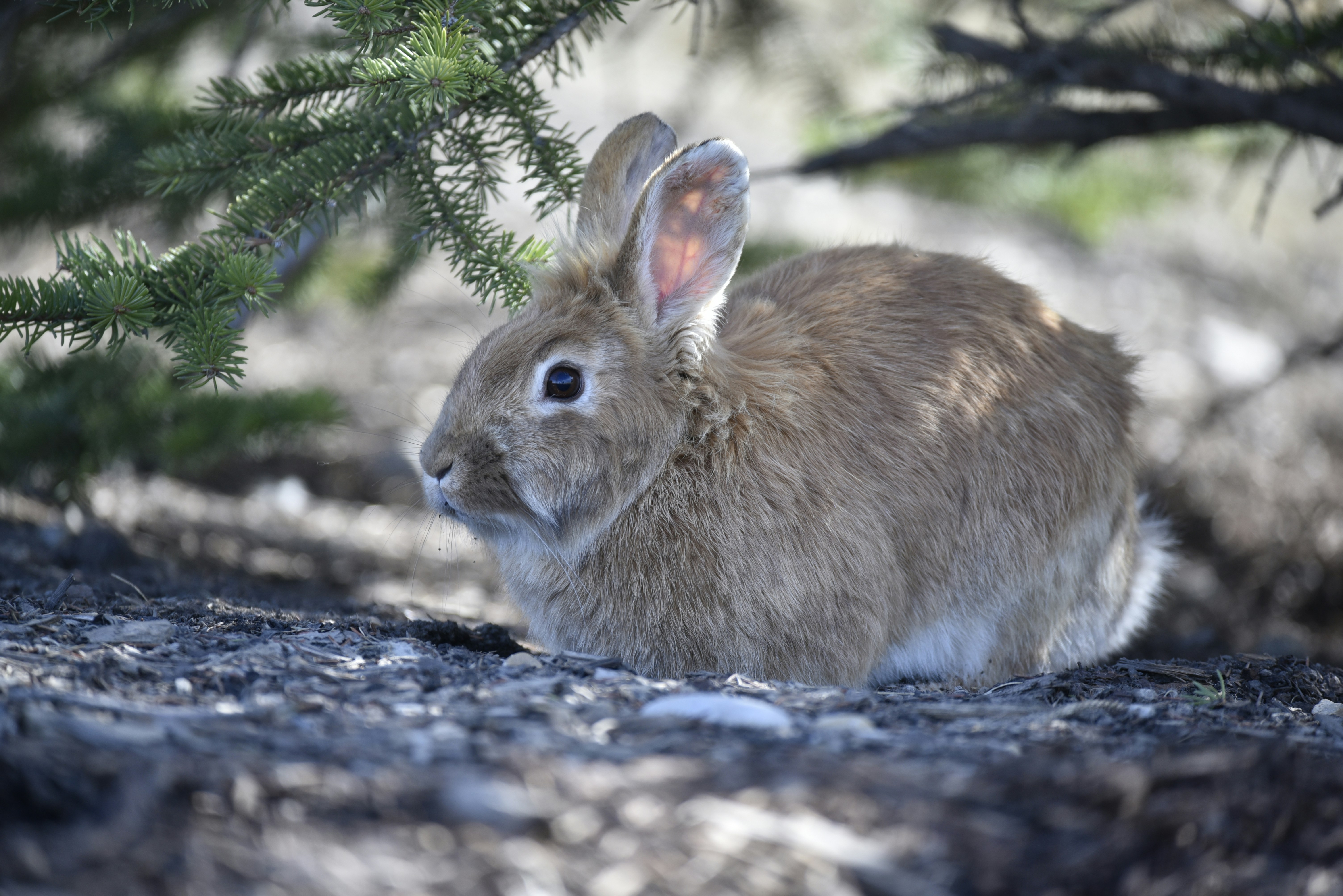 Pause in the Pines: A Rabbit’s Quiet Watch