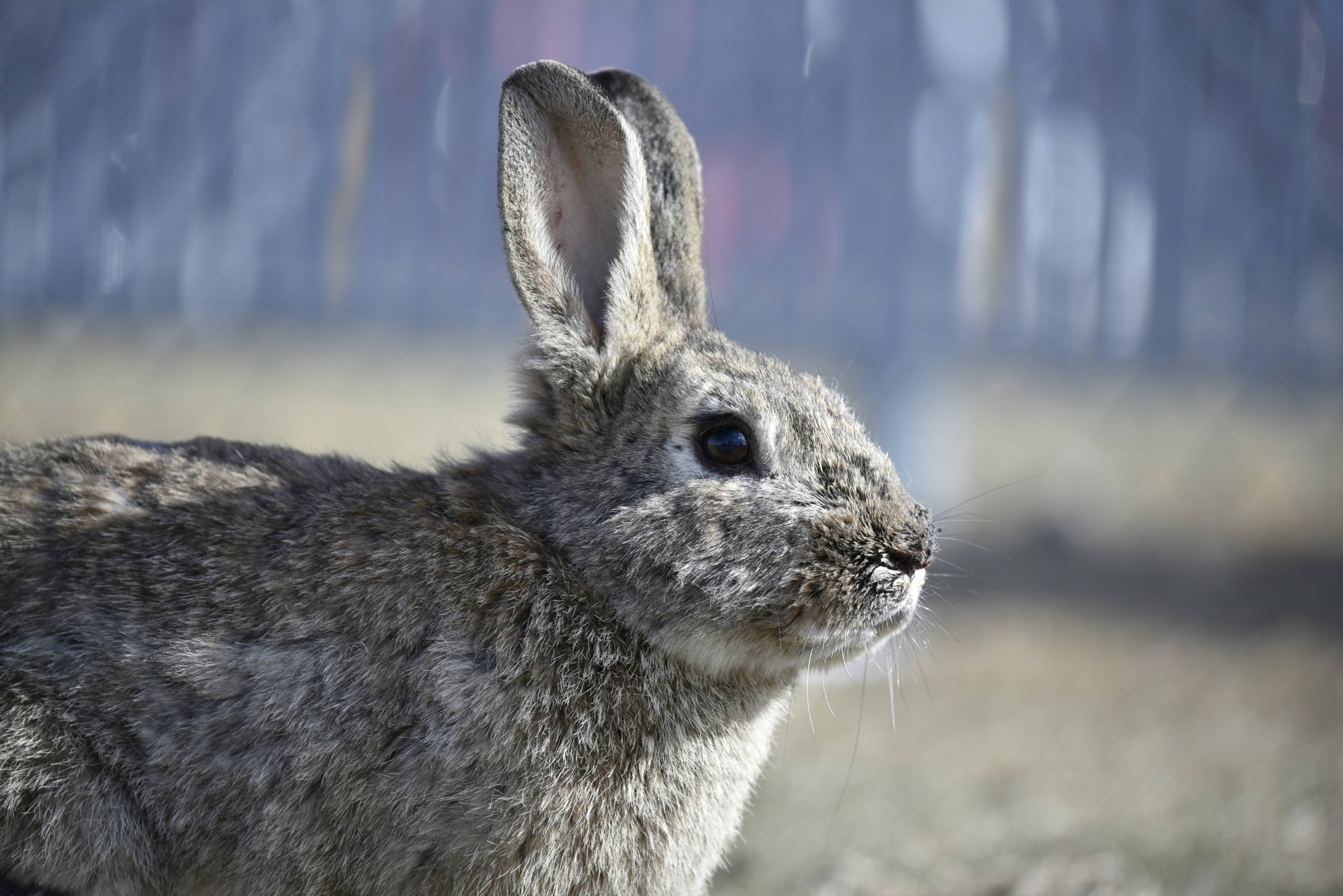 Hare in Focus: A Curious Portrait Surrounded by Quiet Field Light