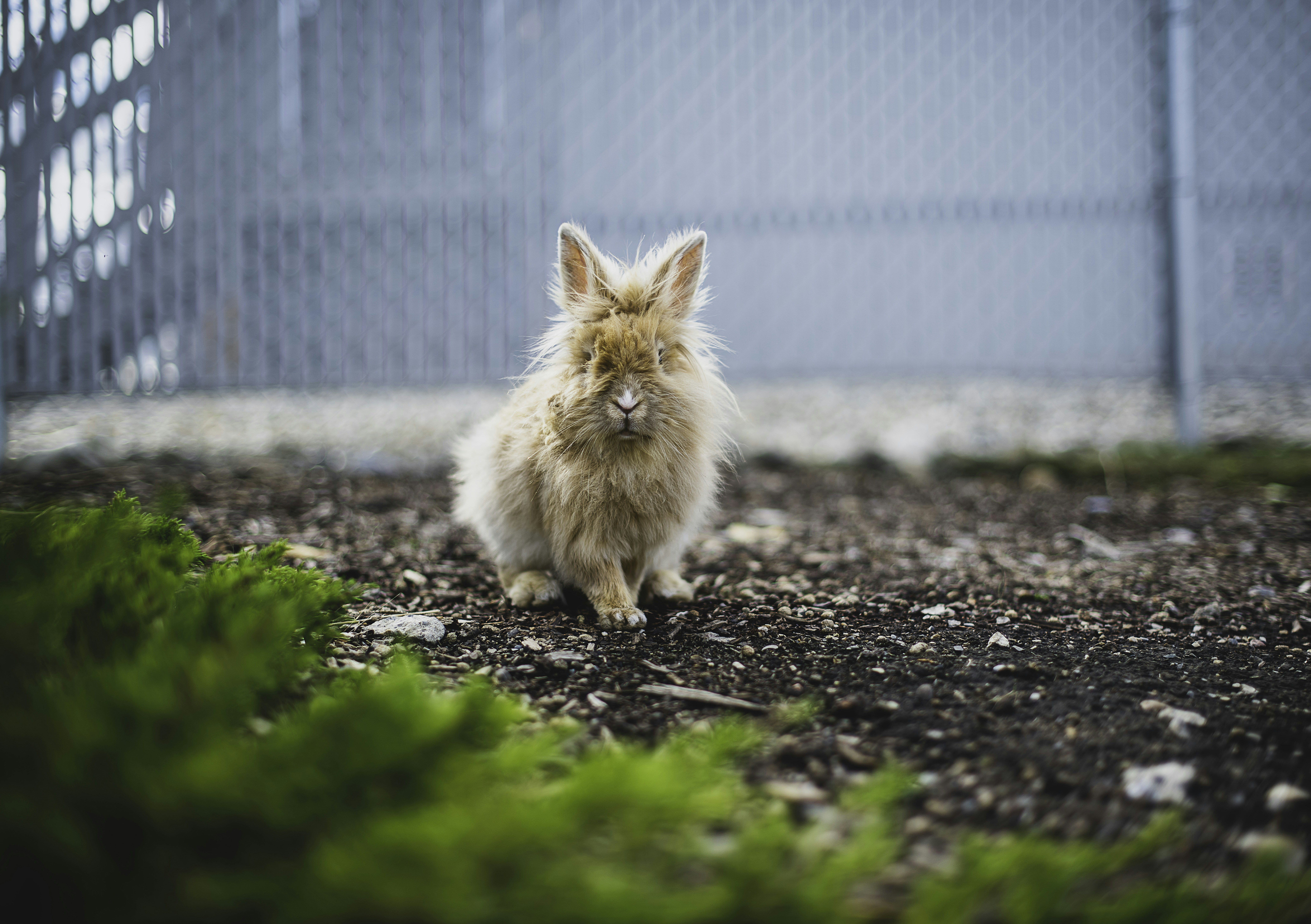 Fluffy Tunnel-guard: A Curious Bunny in a Quiet Yard