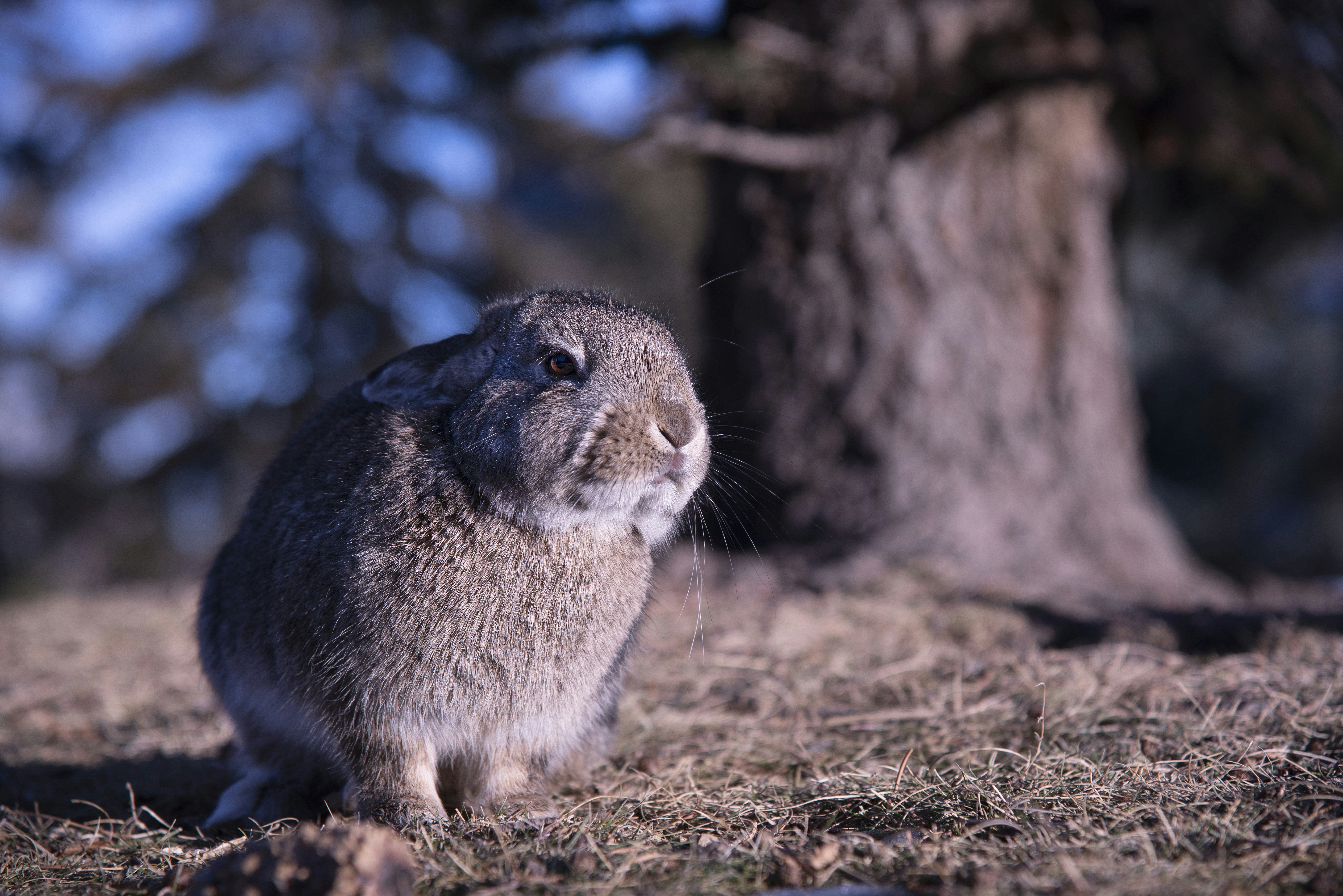 Gentle Burrowed Gaze: A Prairie Hare in Soft Winter Light