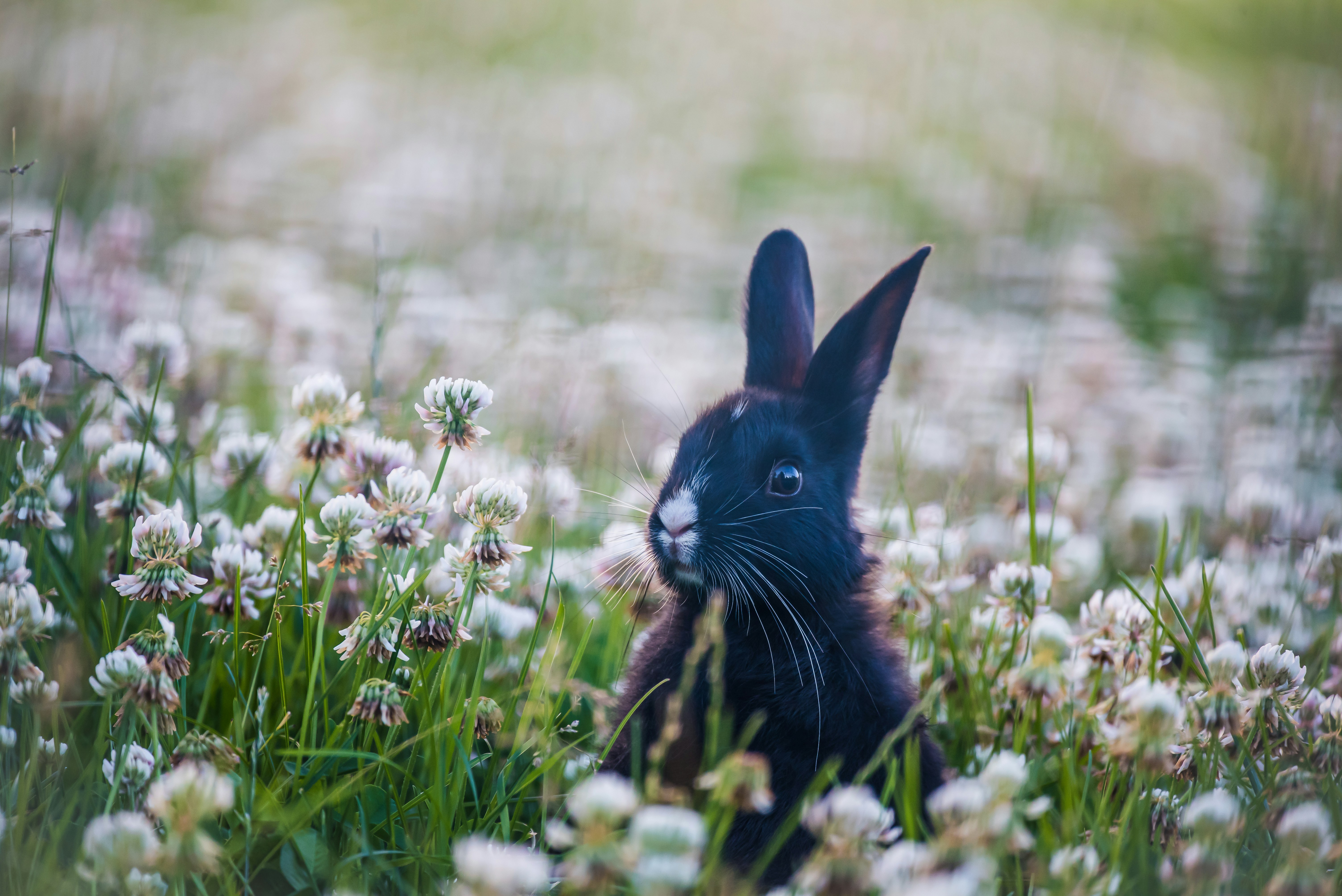 Black Rabbit Amid White Clover: A moment in the sun-dappled field