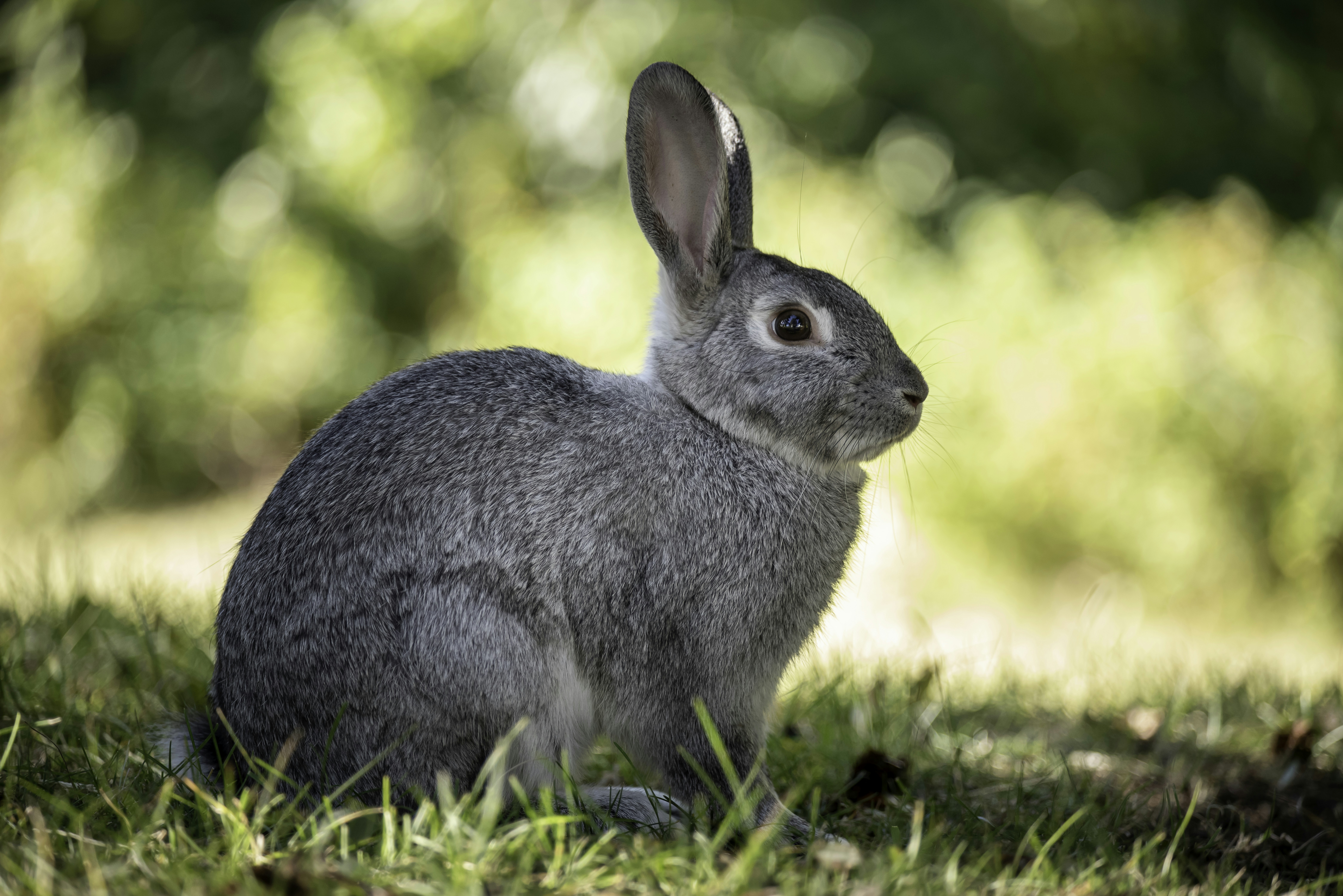 Sunlit Hare: Quiet Stillness in a Field of Dappled Light