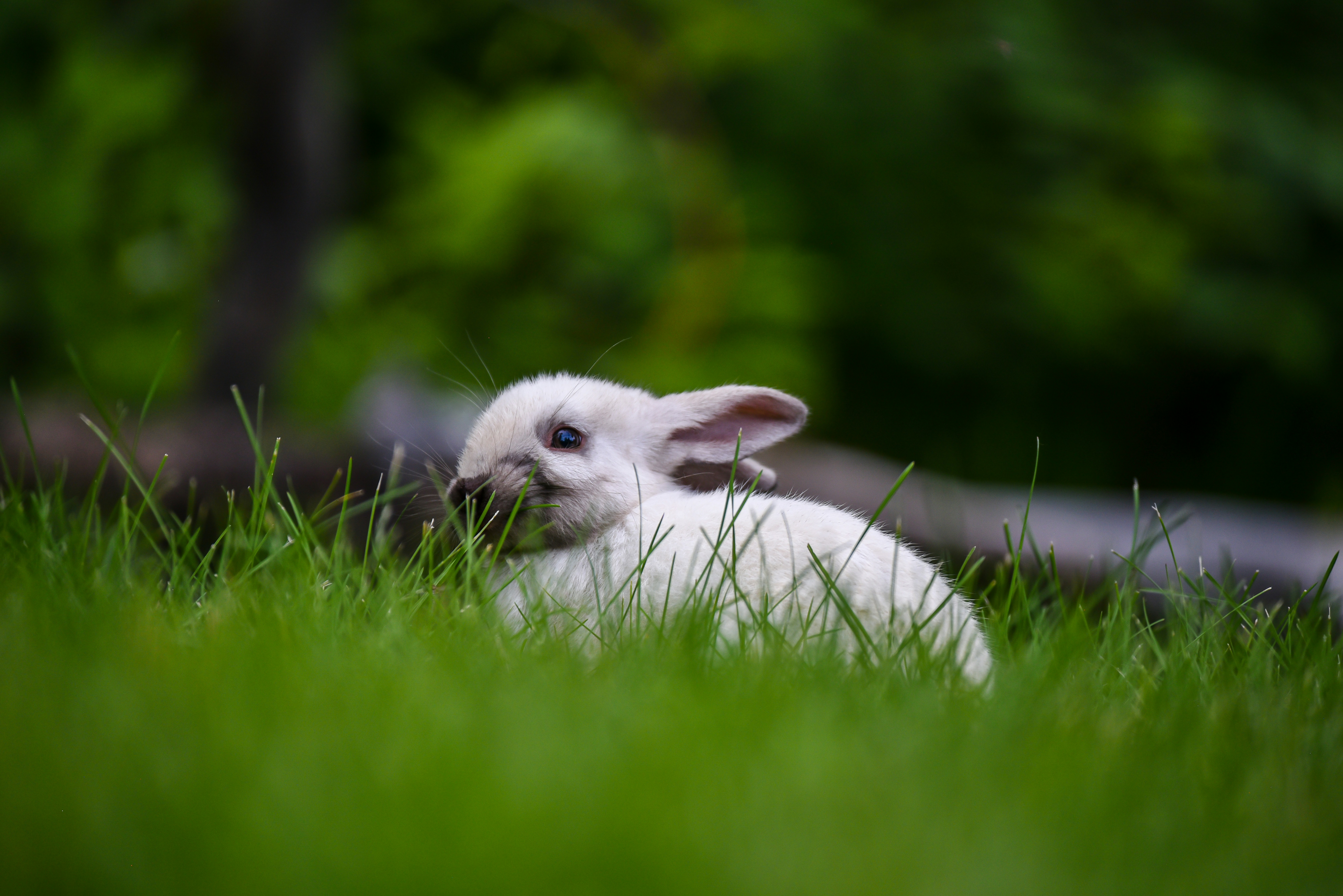 Harem of Green: A Curious Bunny Hidden in the Grass