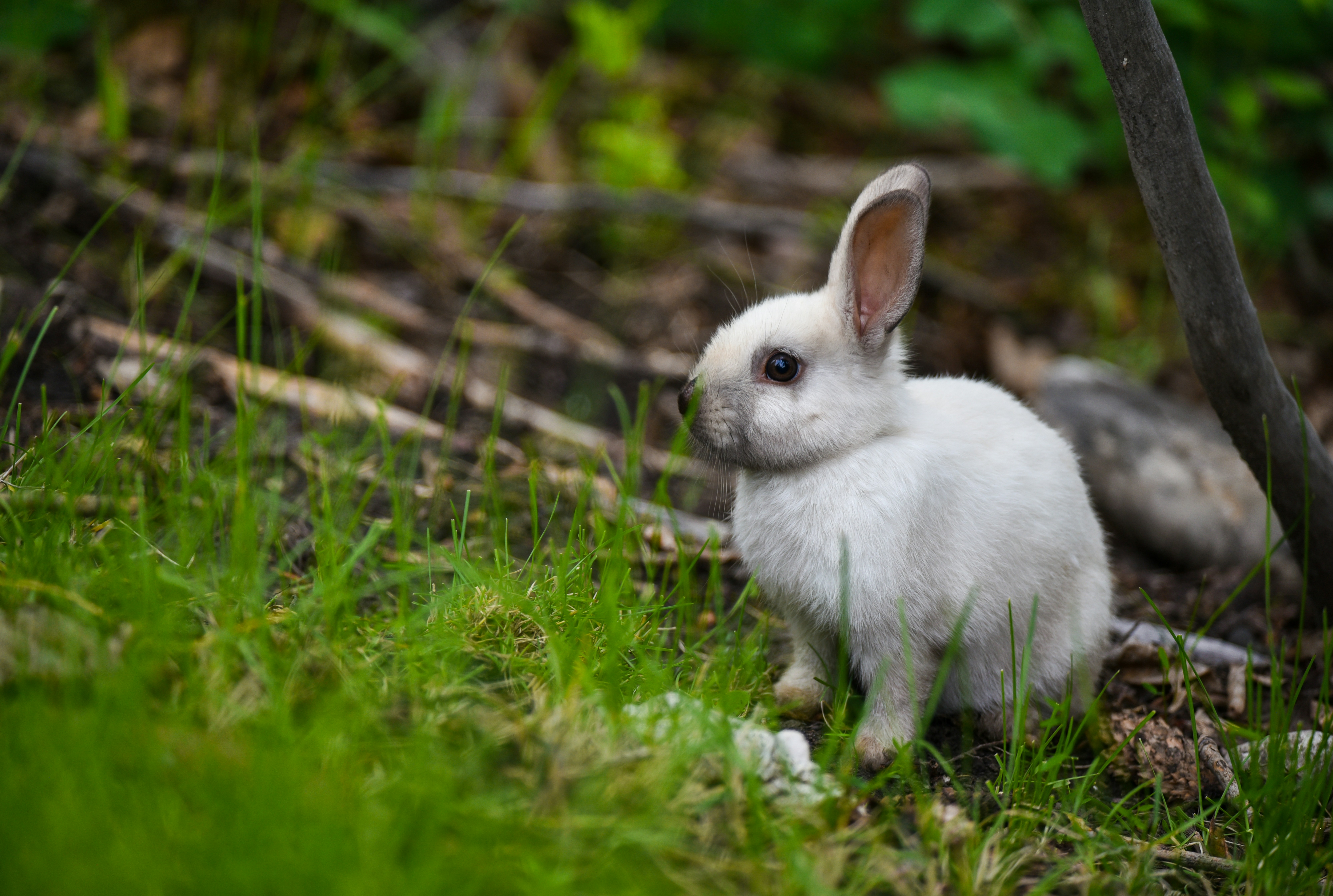 White Bunny in Sunlit Garden