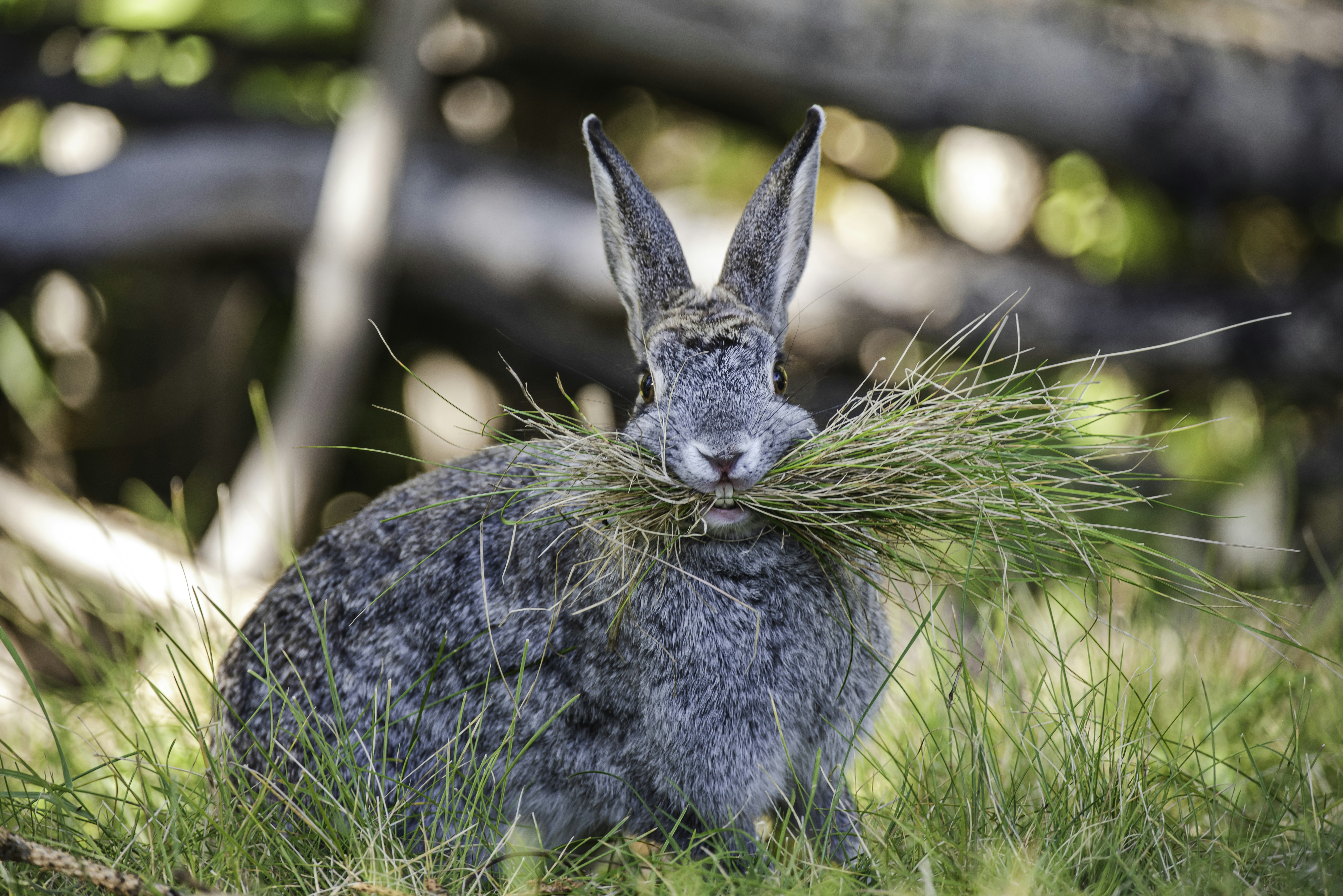 Grassy Stare: A Rabbit with a Crest of Grass