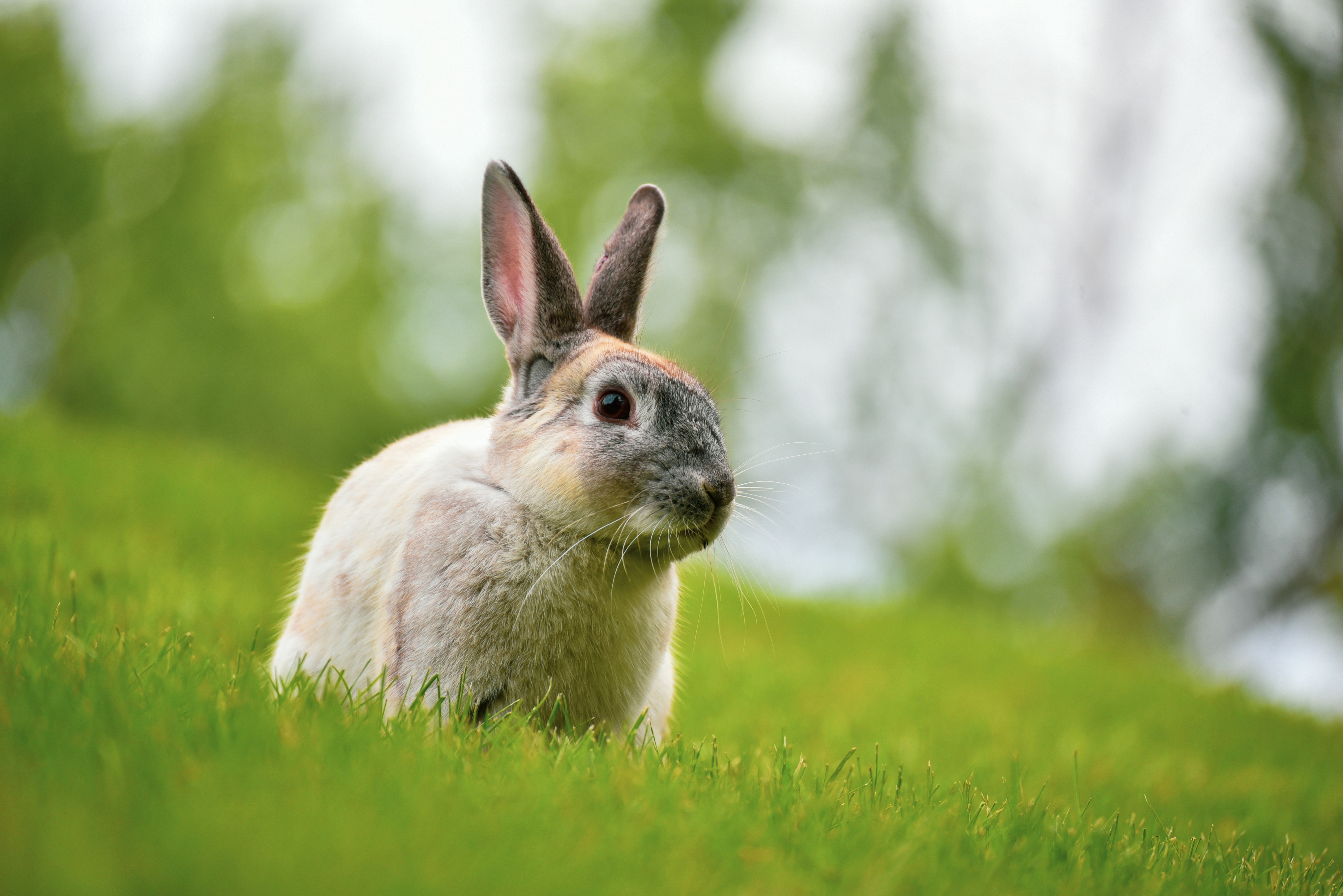Curious Bunny on a Verdant Hill