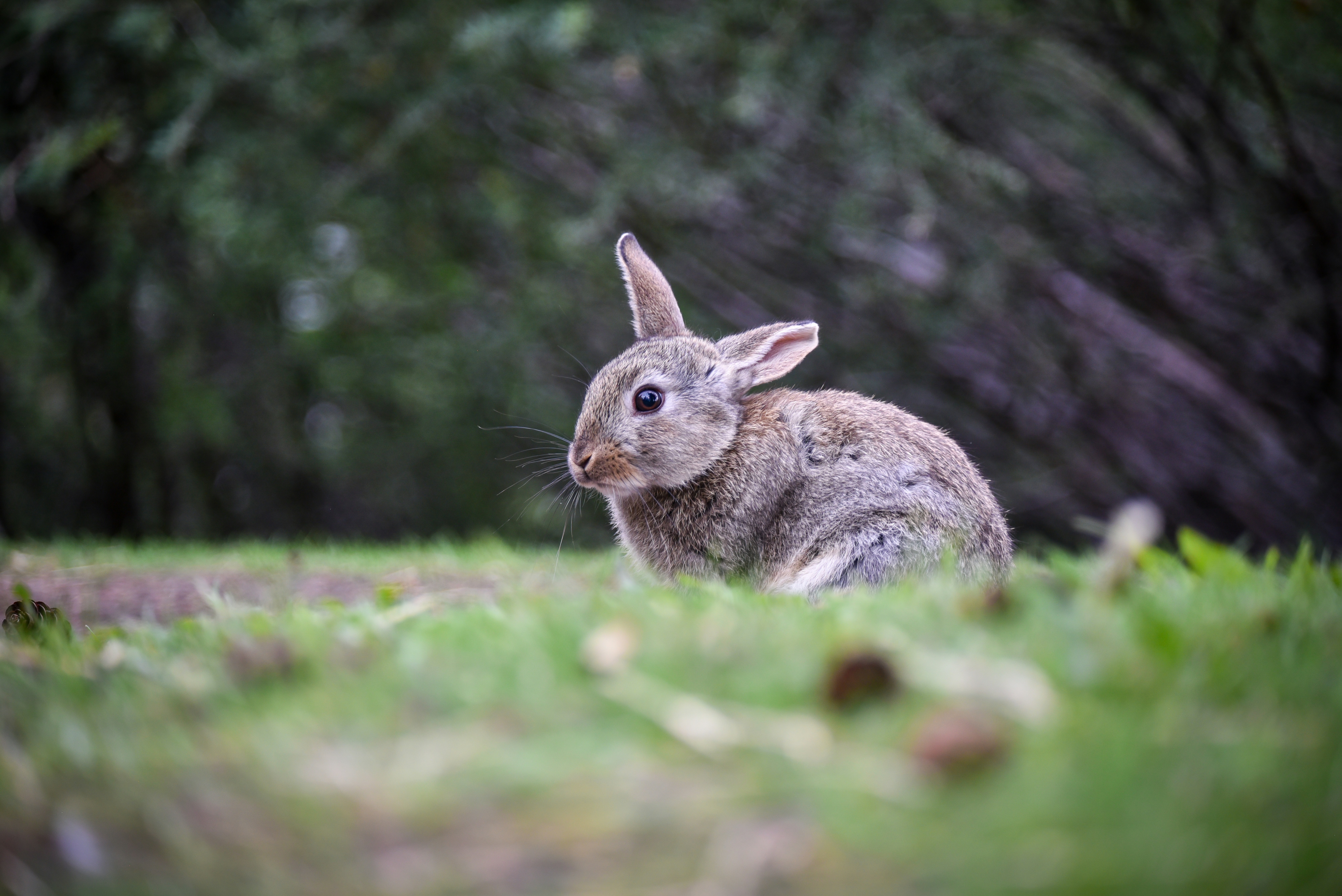 Quiet Rabbitscape: A Side Glance in the Grass