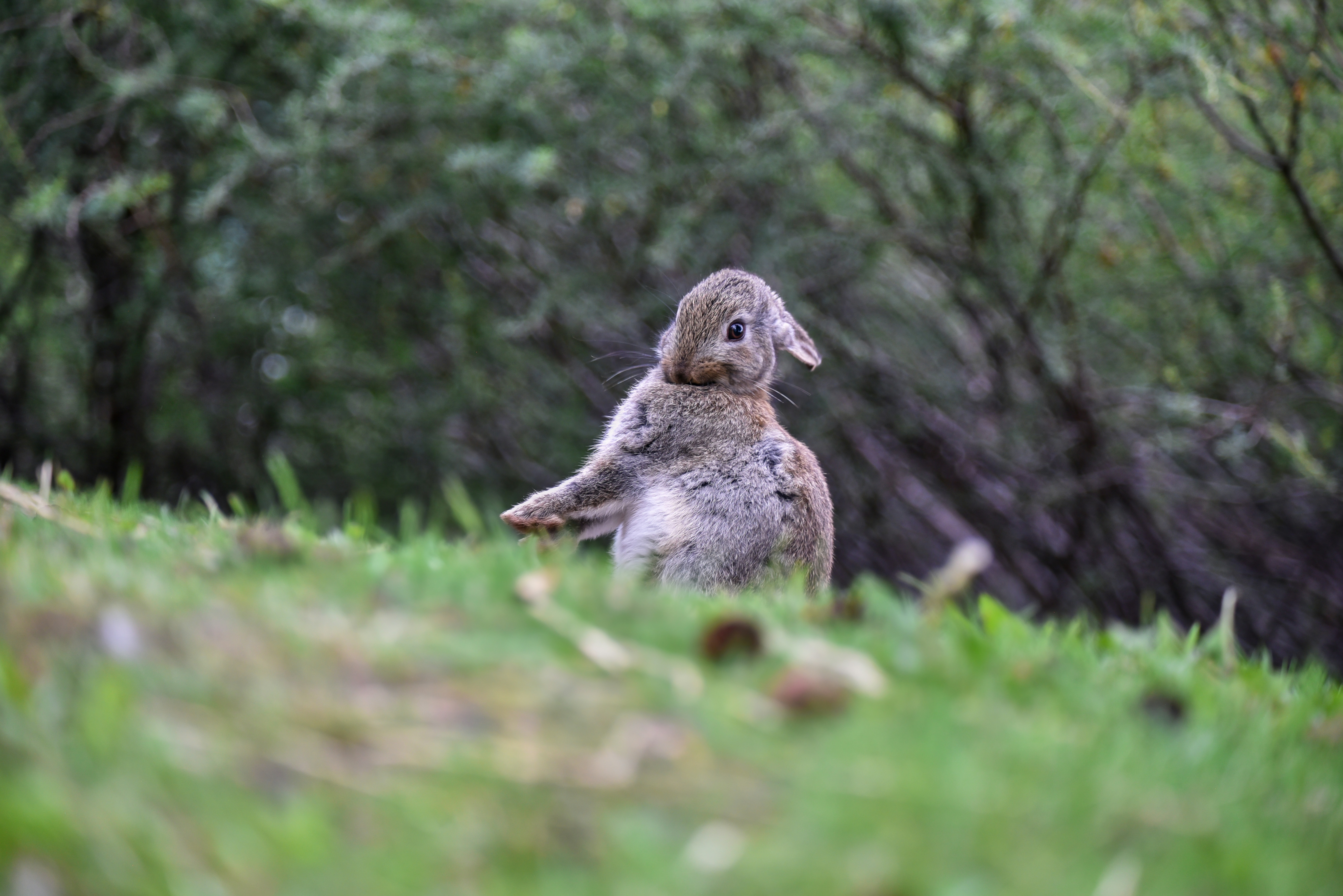 Curious Rabbit on a Gentle Slope
