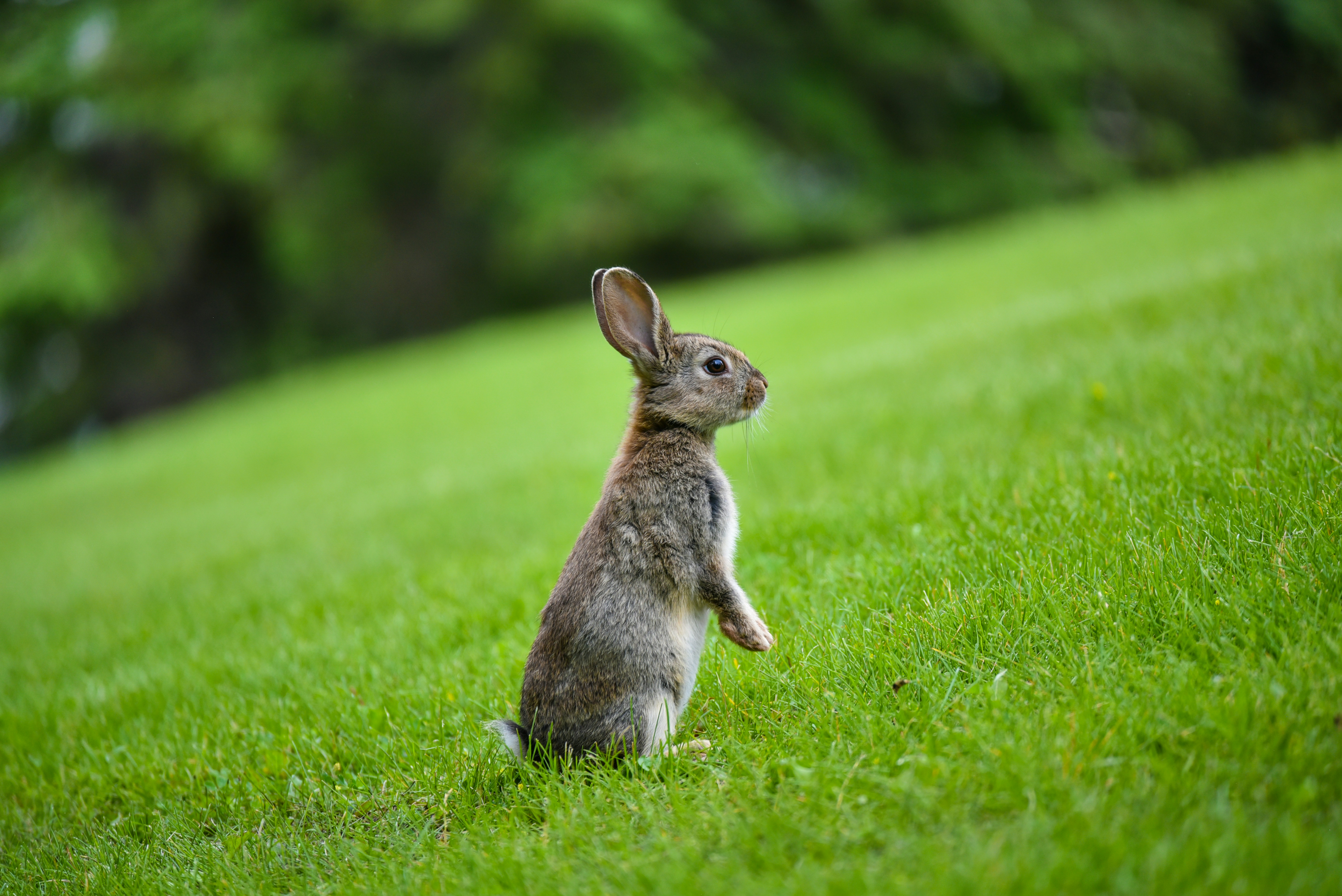 Lone Bunny on a Lush Green Slope