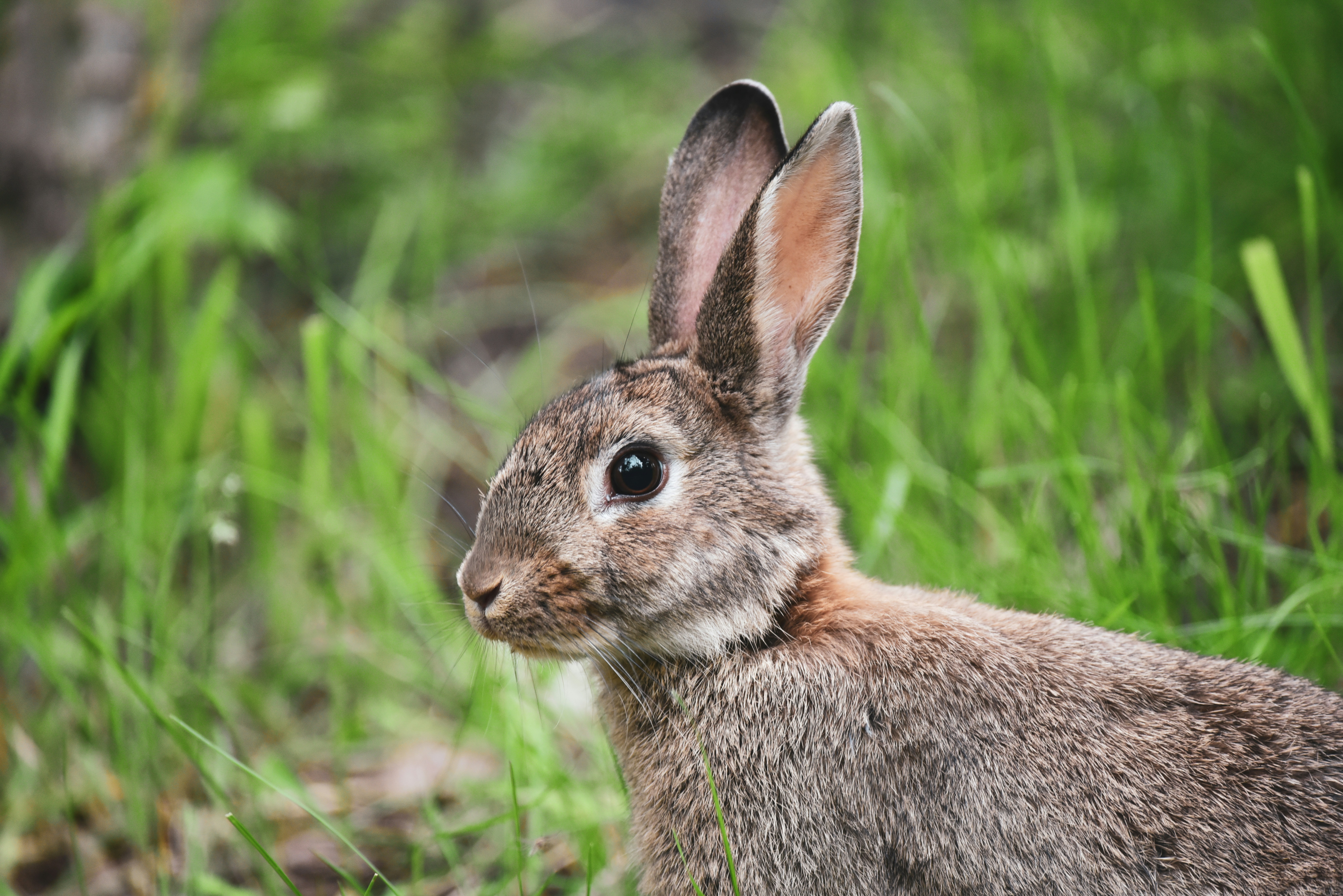 Whiskered Watcher in the Meadow