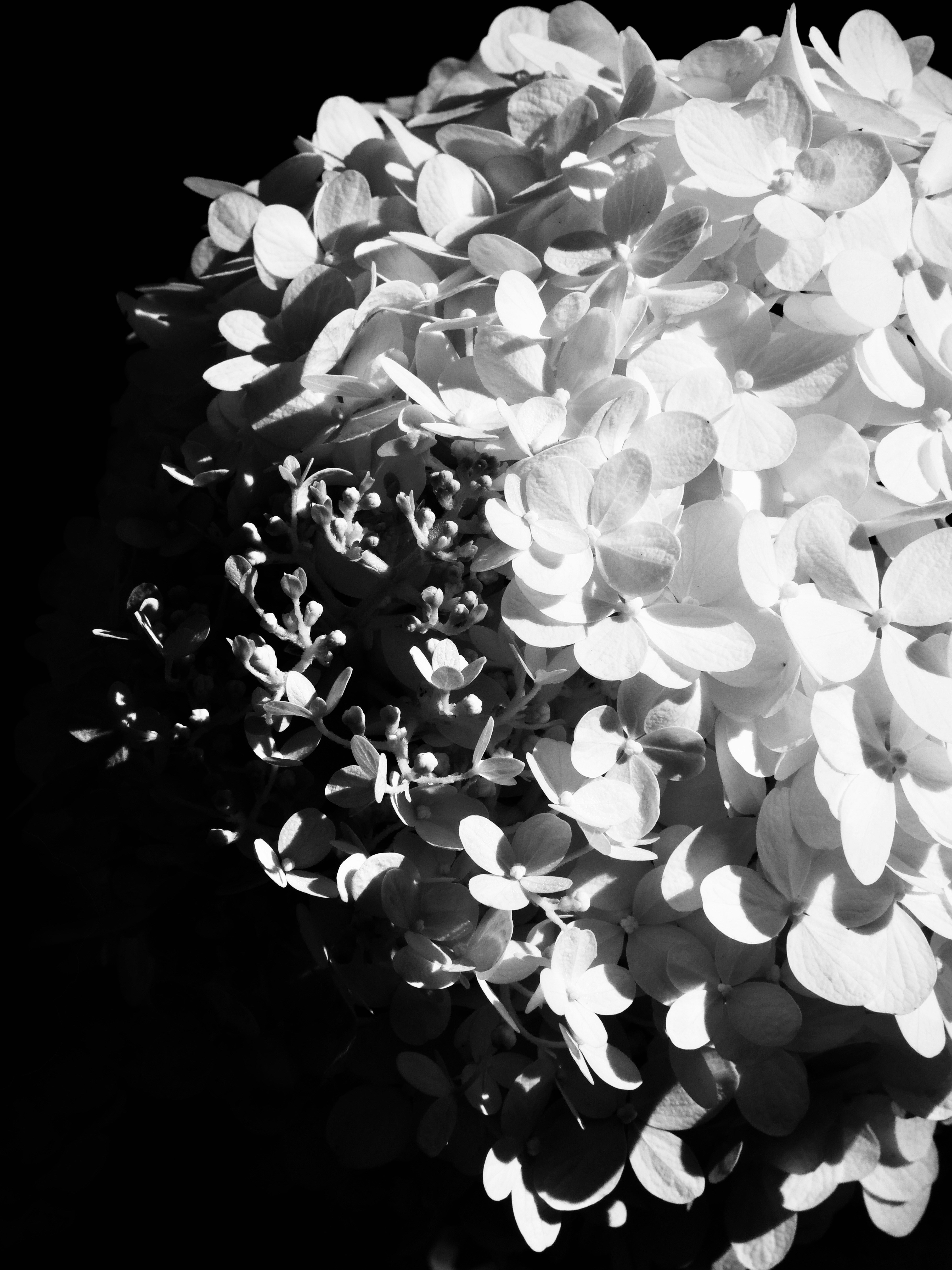 High-contrast Hydrangea in Split Lighting