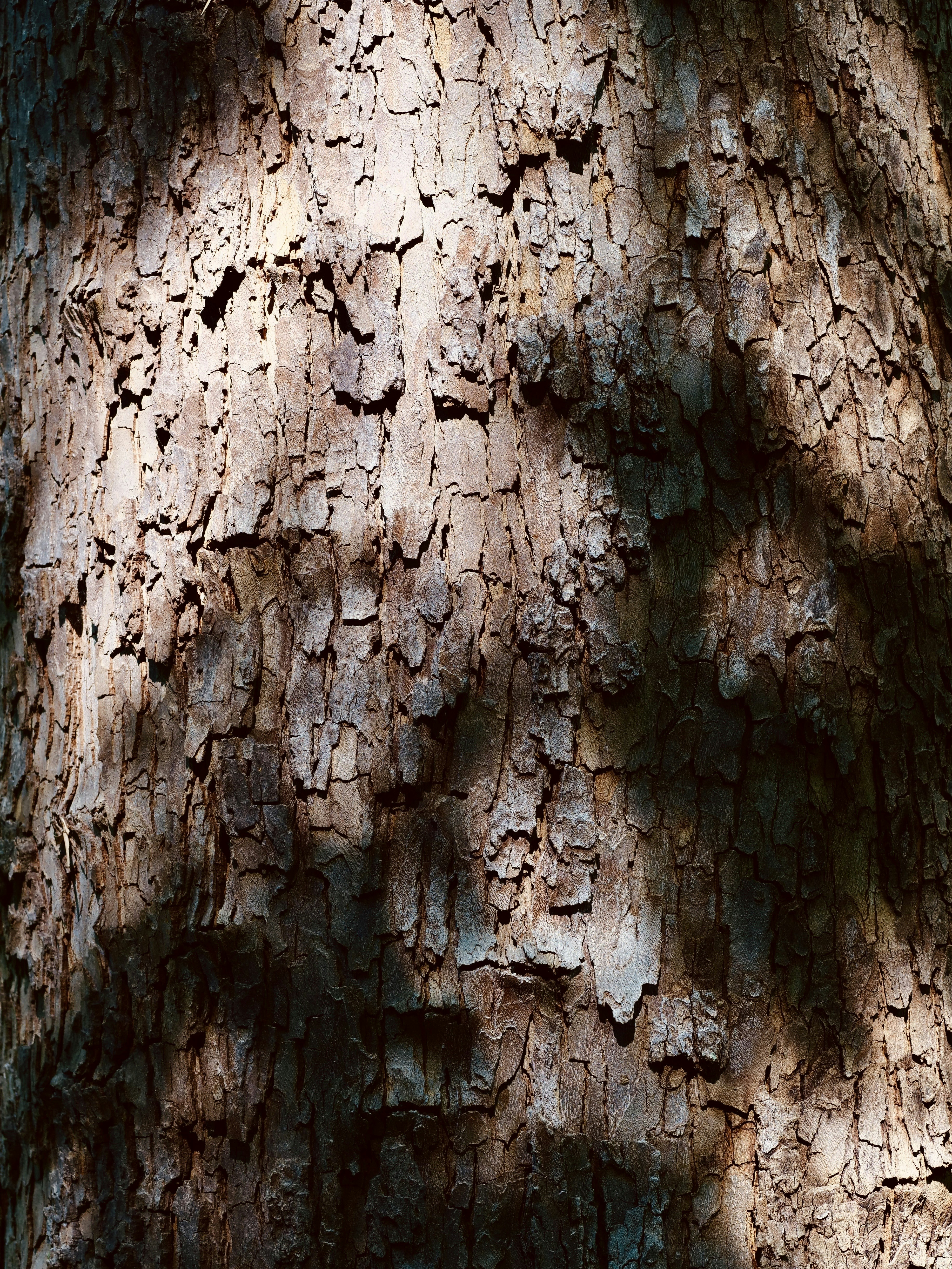 Iron-gray Portrait: Close-up of Weathered Bark Patterns