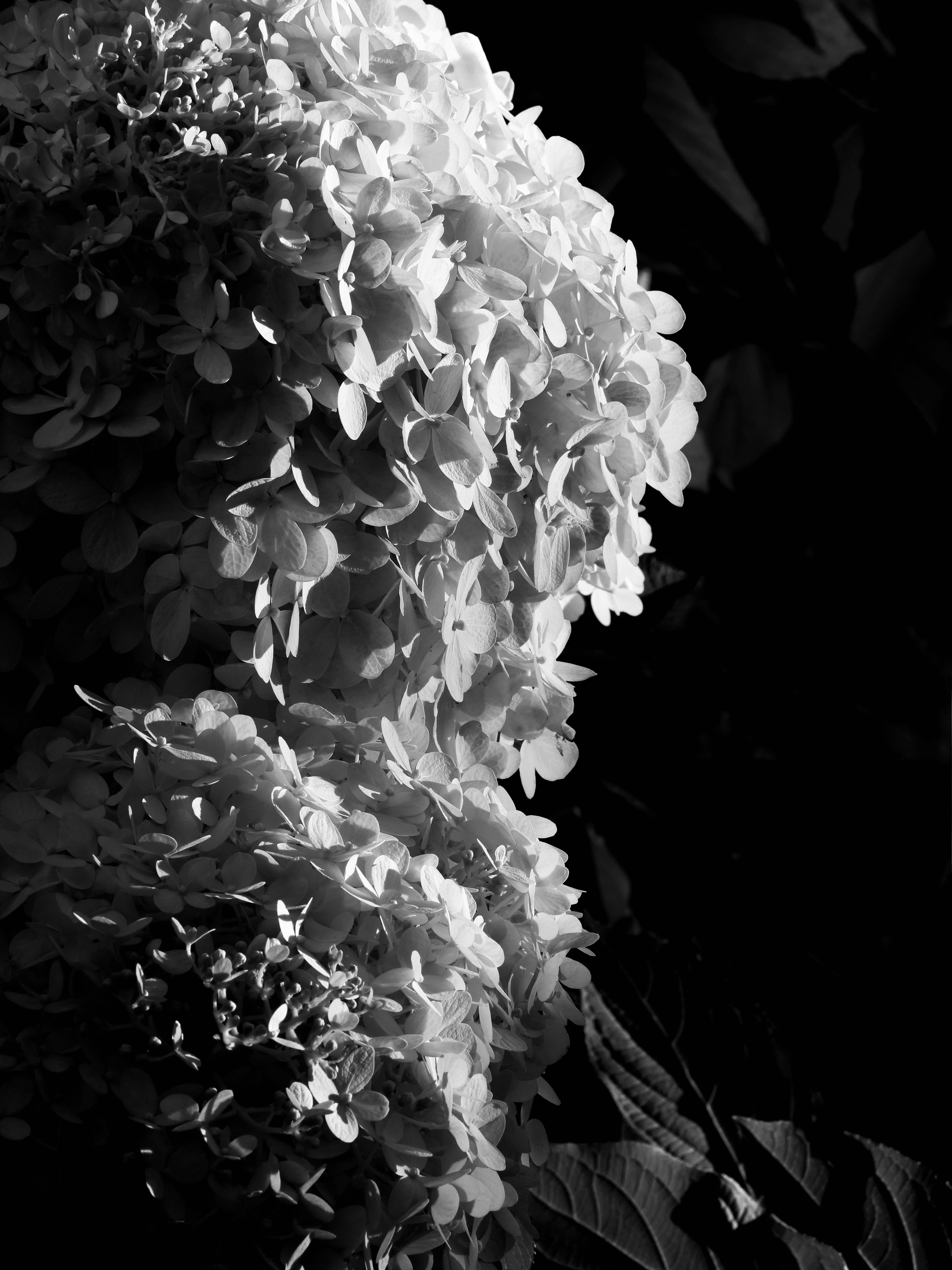 Monochrome Hydrangea Cascade in Partial Sun