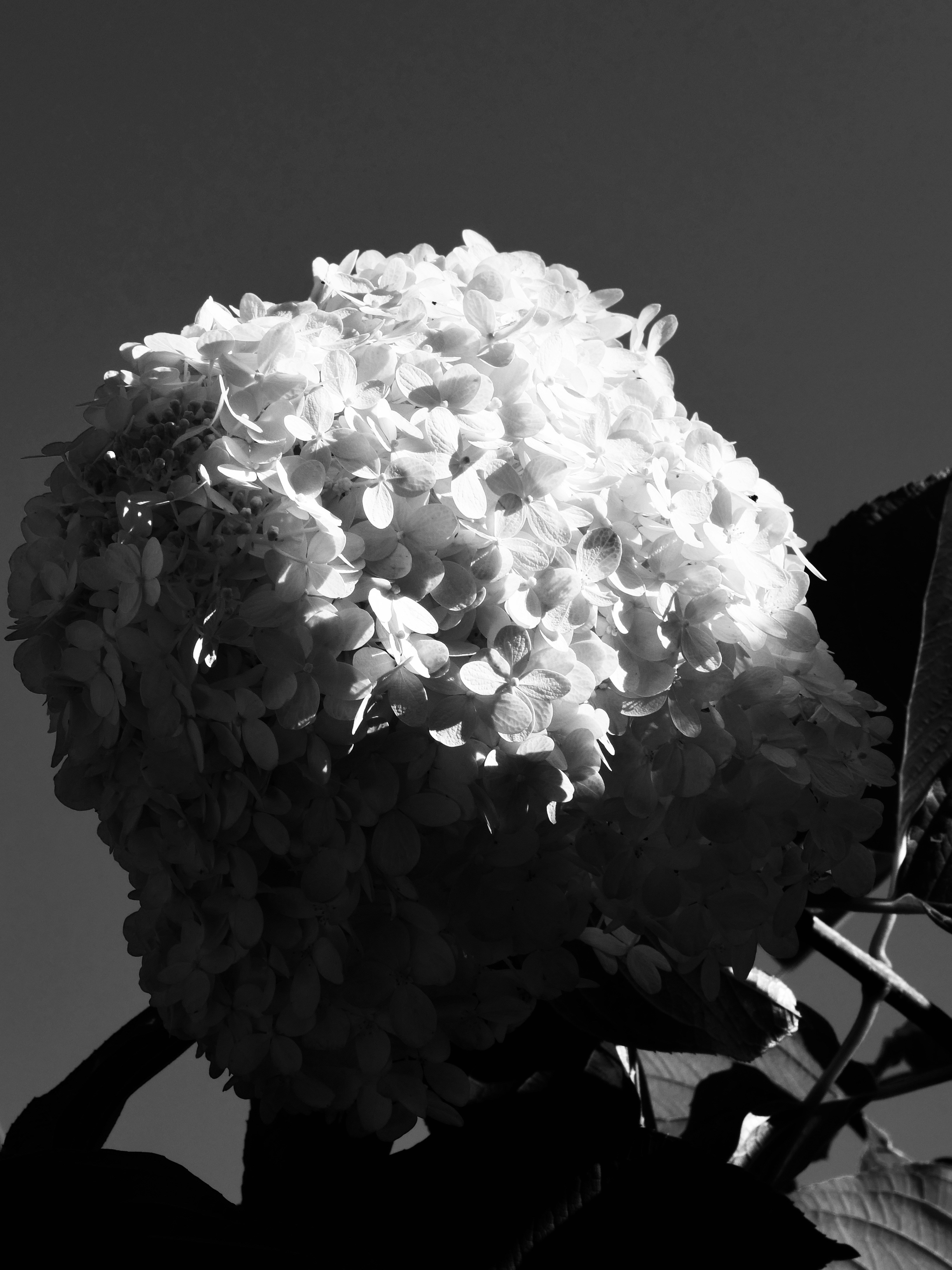 Moonlit Hydrangea in Silhouette