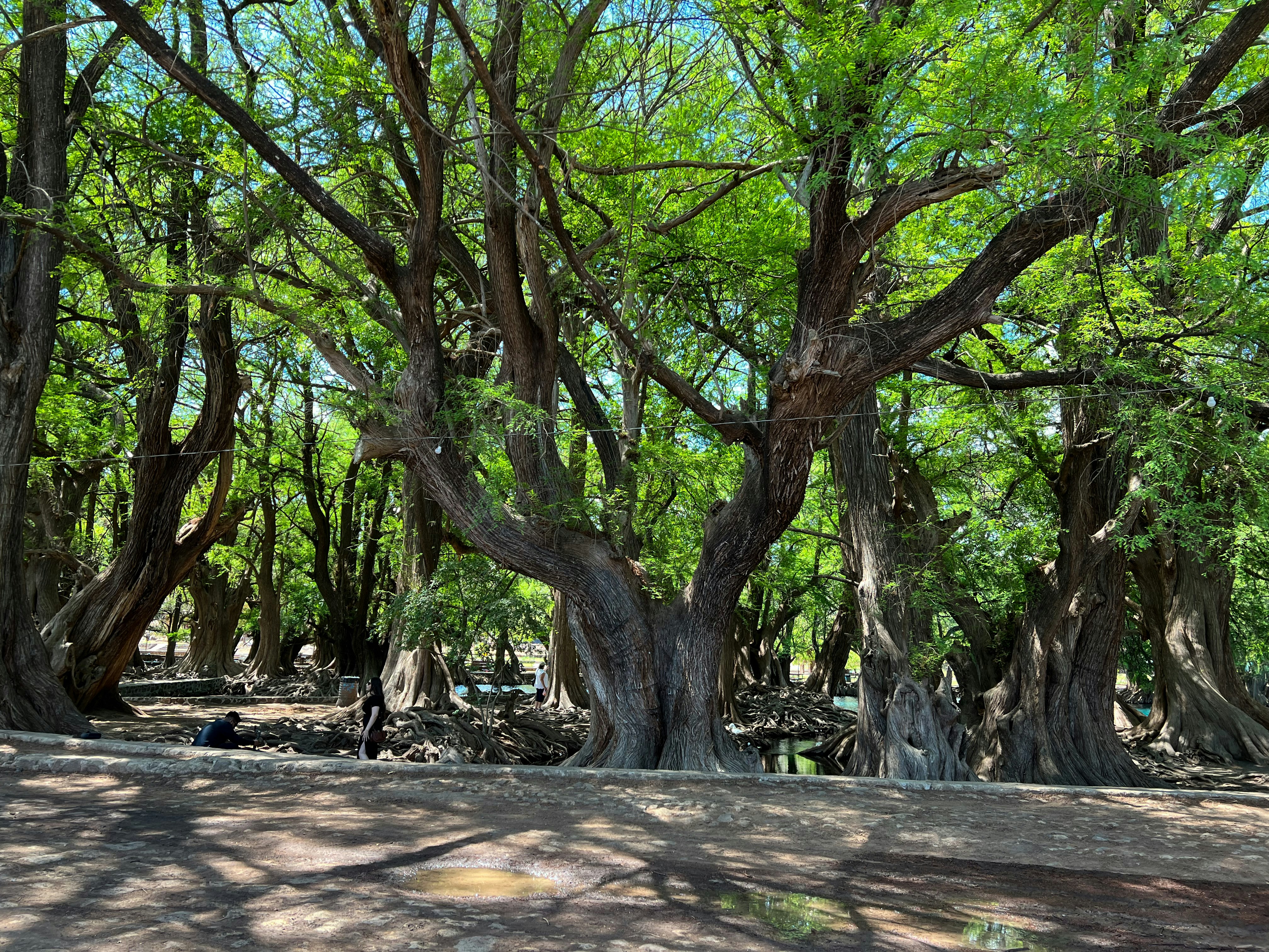 Ancient Guardian of the Grove: Itinerant Yarns of Brambled Roots
