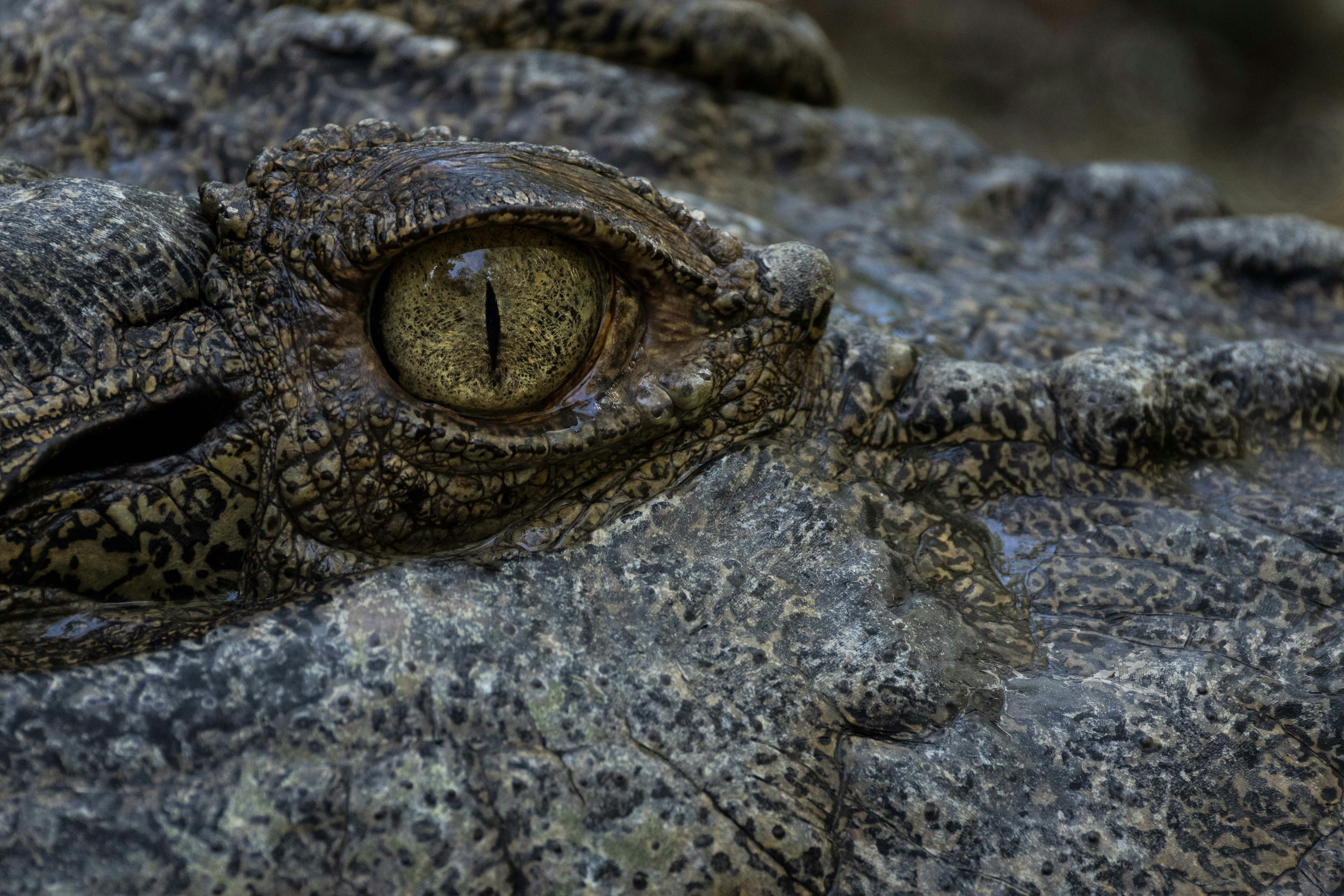 Rugged Eye of the Perimeter: Close-Up on a Crocodilian Gaze