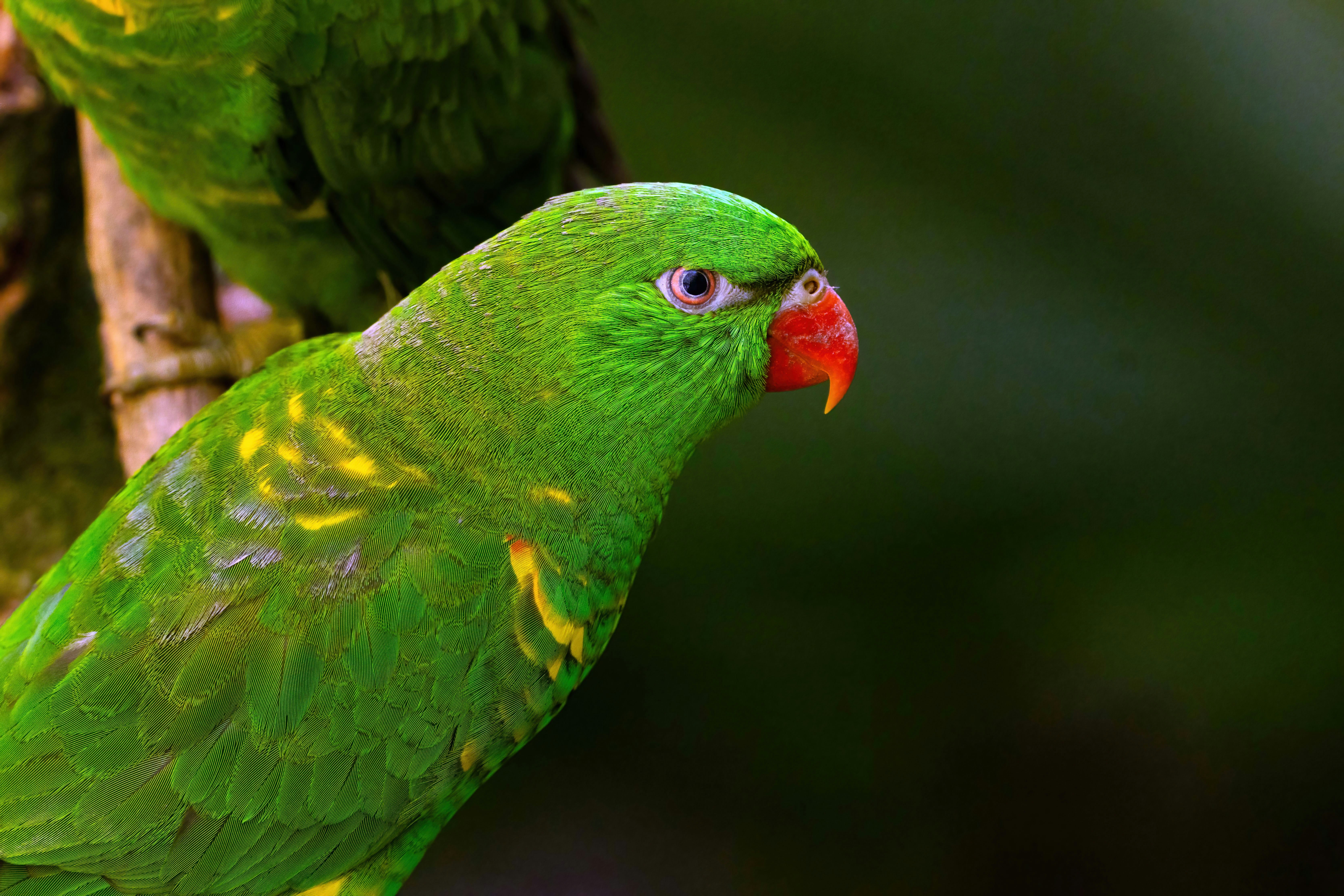 Emerald Beak in Profile: A Parrot Portrait in Quiet Focus