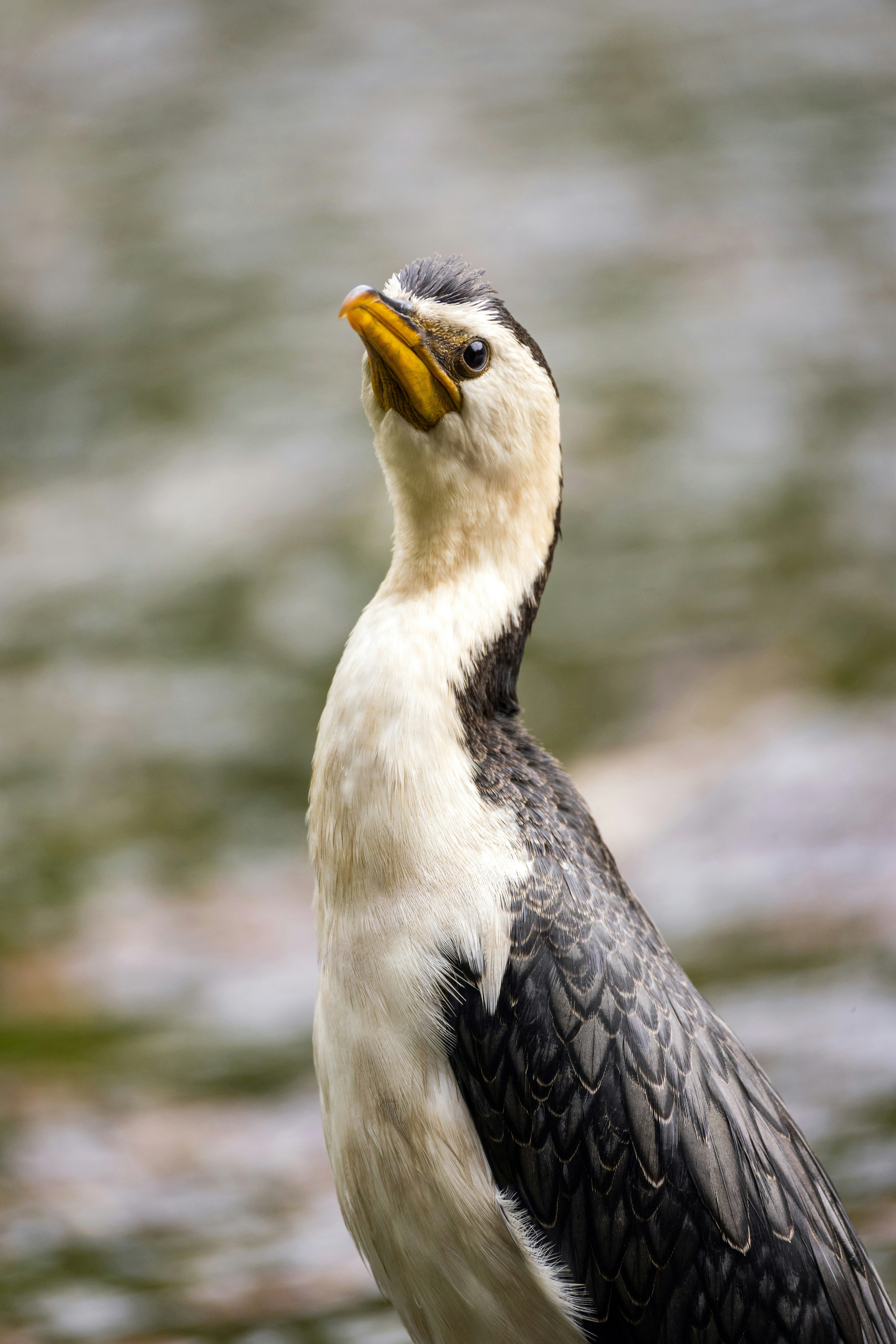 Curious Gaze: Penguin Juts Beak Toward the Light