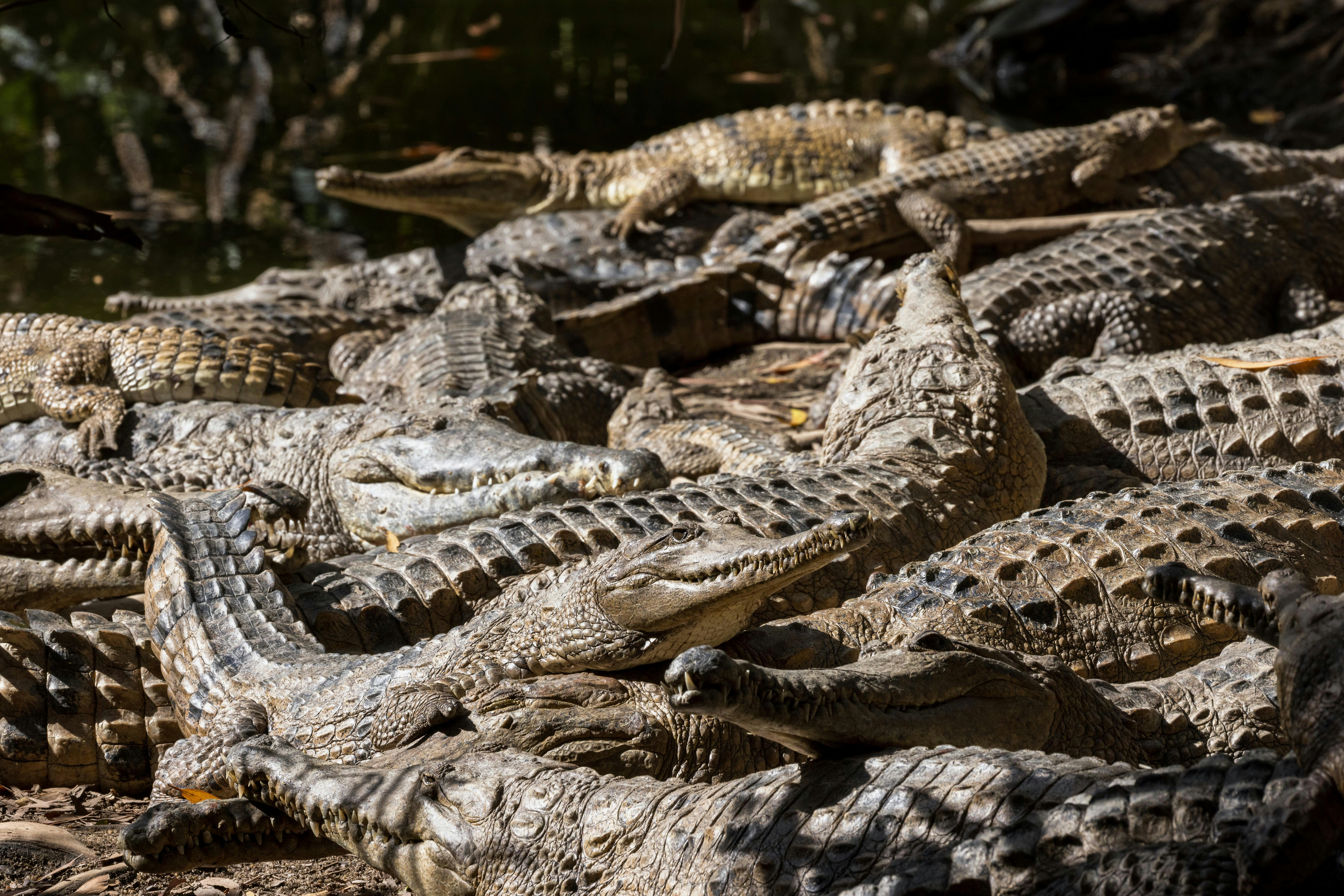 A Quiet Swarm of Ambush: Crocodiles Rest in a Muddy Bank