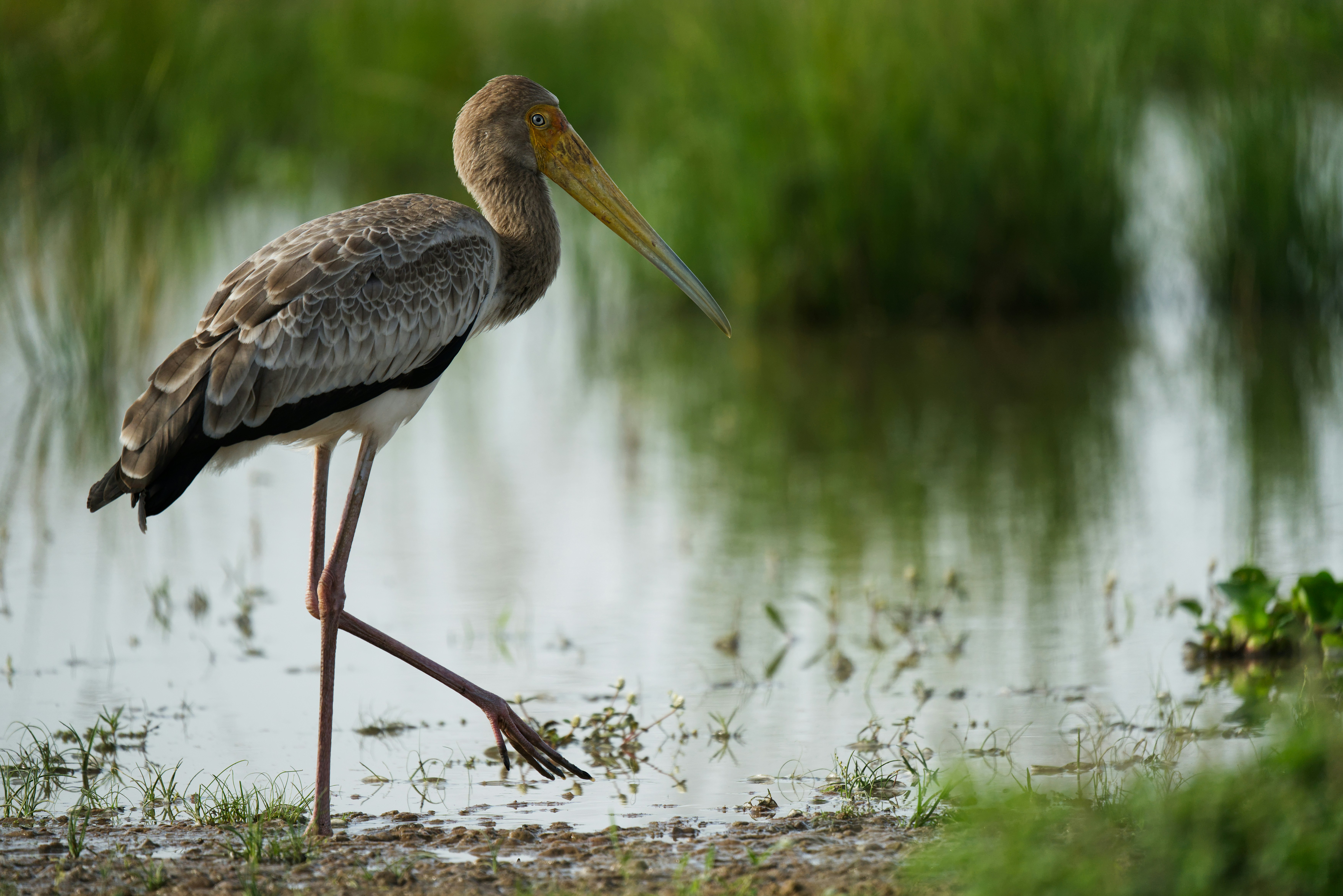 A solitary heron stands in shallow water at the edge of a marsh, its elongated legs and curved bill poised as the background shows blurred greenery. This is a natural wetland scene captured in a candid moment.