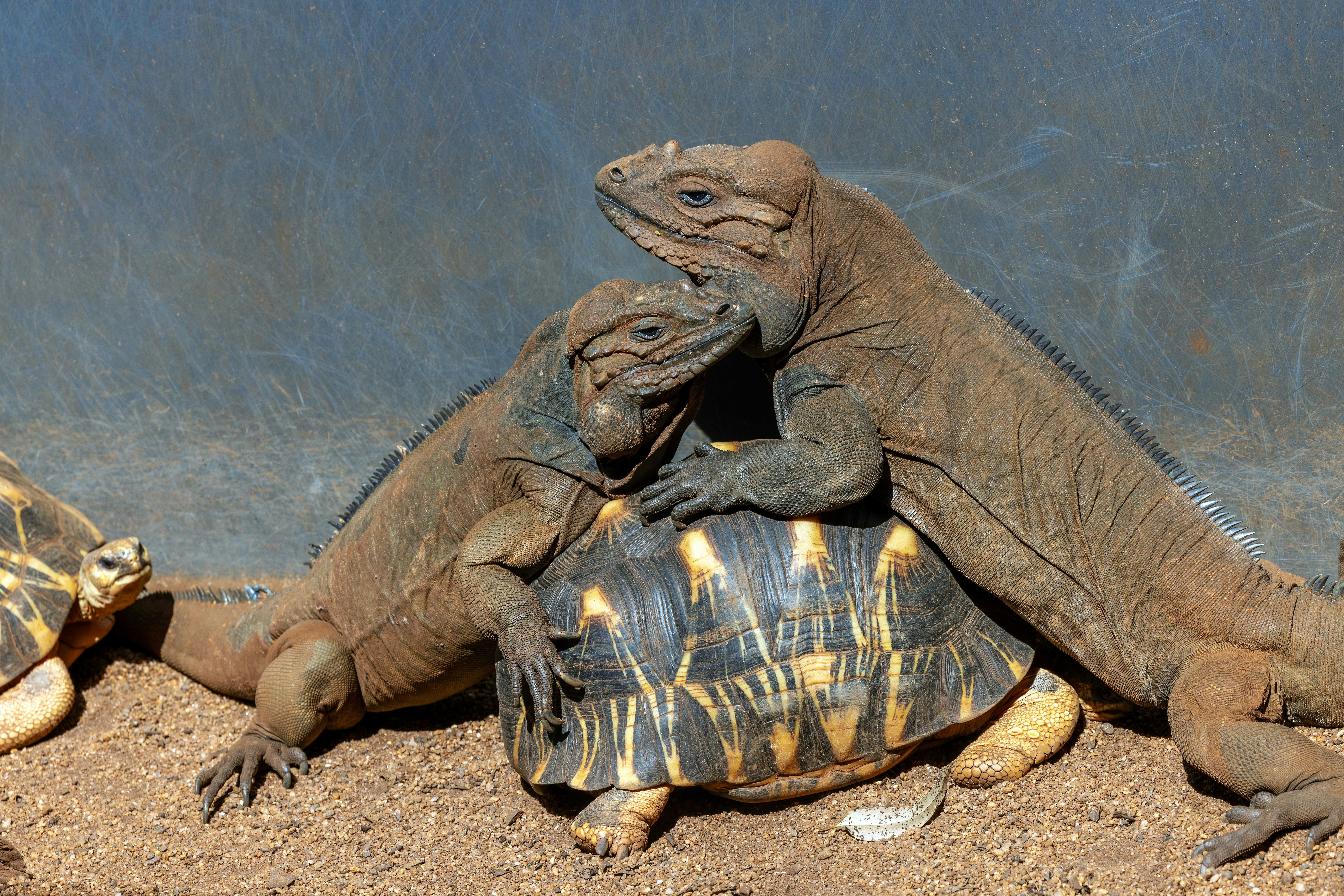 Dominant Pair of Iguanas: A Protective Overlook on Sunlit Sand