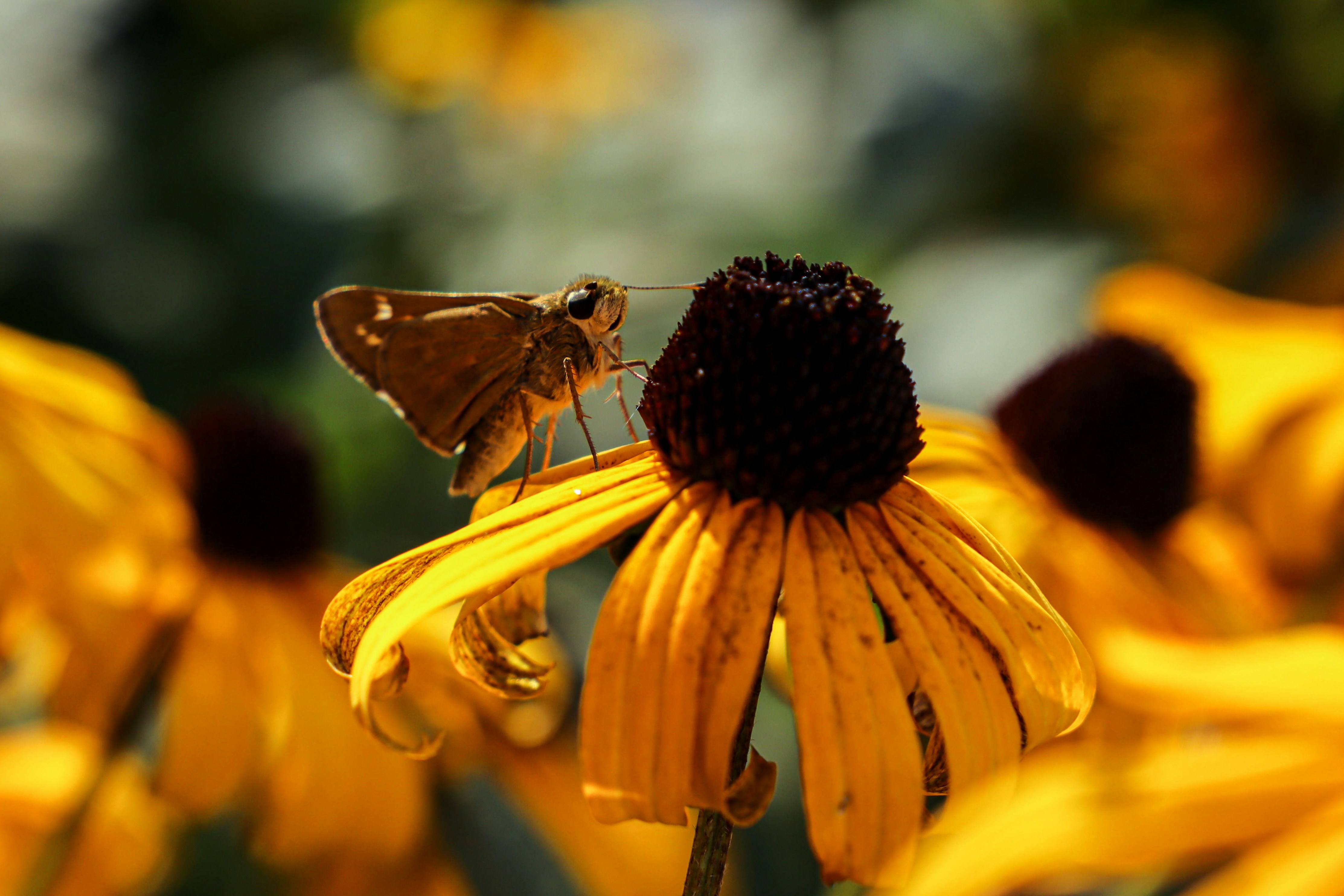 Close-up of a small moth perched on a yellow coneflower with a dark central disk, set against blurred orange blossoms in the background.