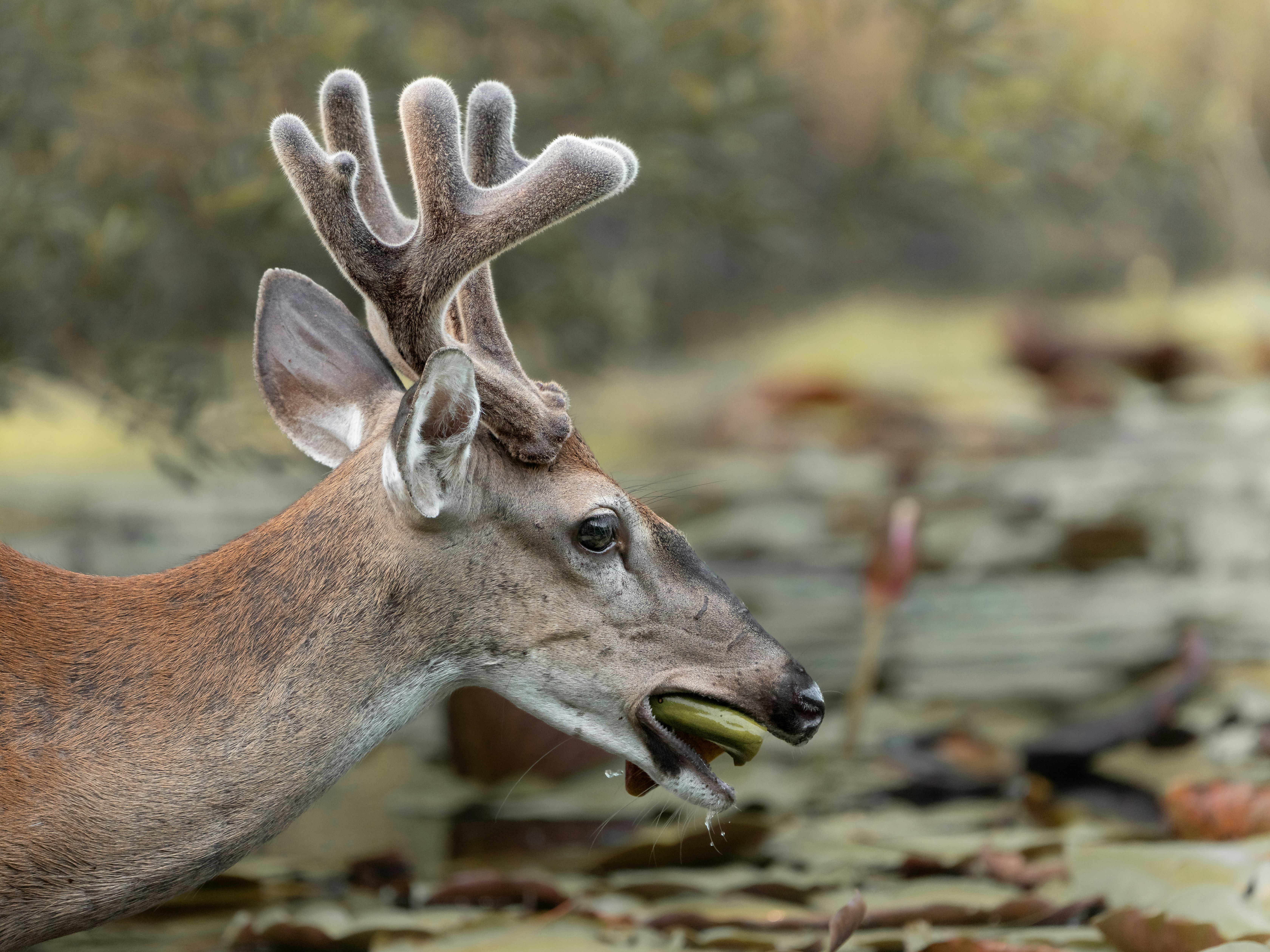Antlered Stag in Autumn Stillness, Mouth Mid-Catch