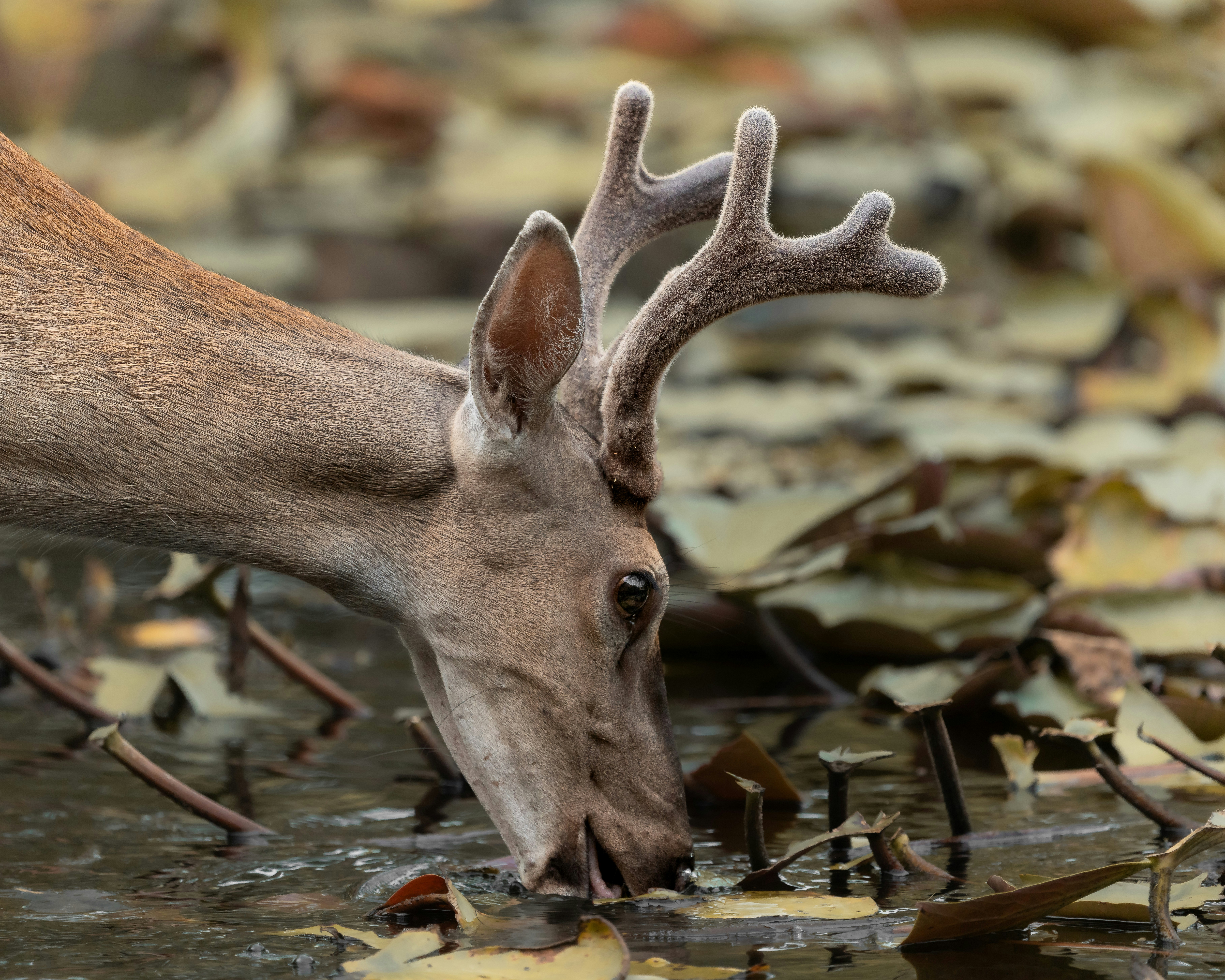 Browns and Reflections: A Deer Drinks at Dusk