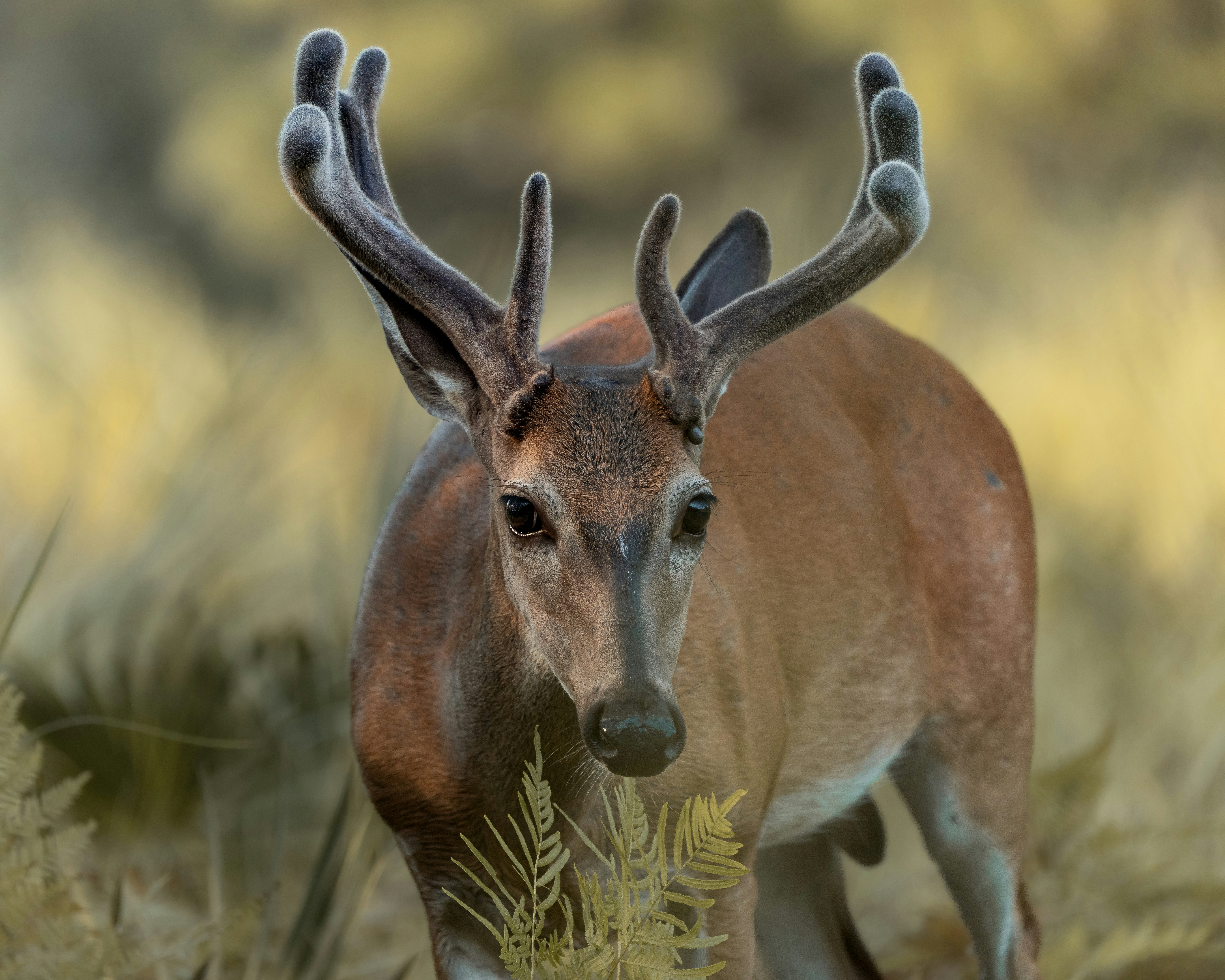 Majestic Stare: A Stag Emerges in Dawn Light