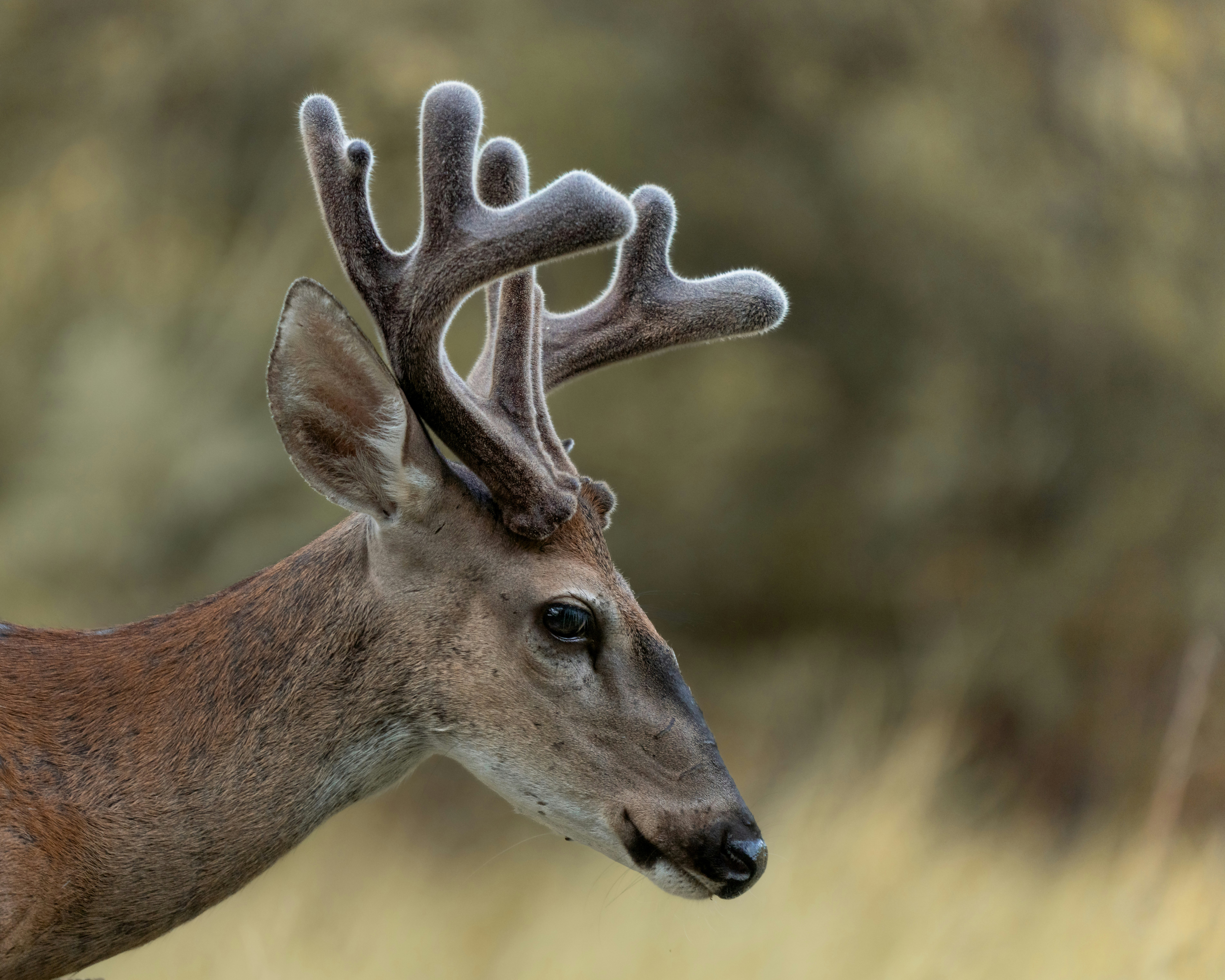 Hushed Gaze of the Velvet Antlers