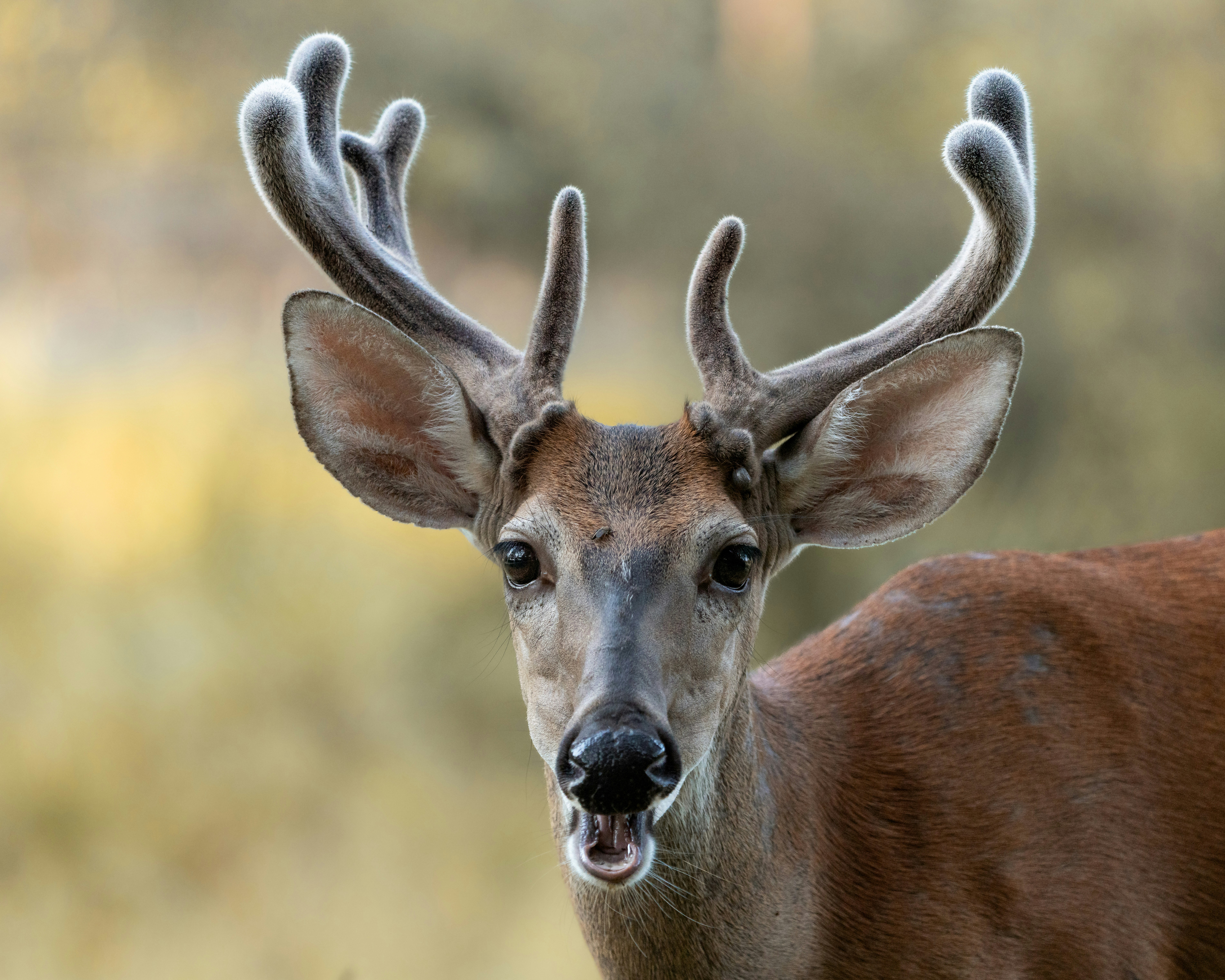Majestic Stare: Velvet Antlers in Autumn Light