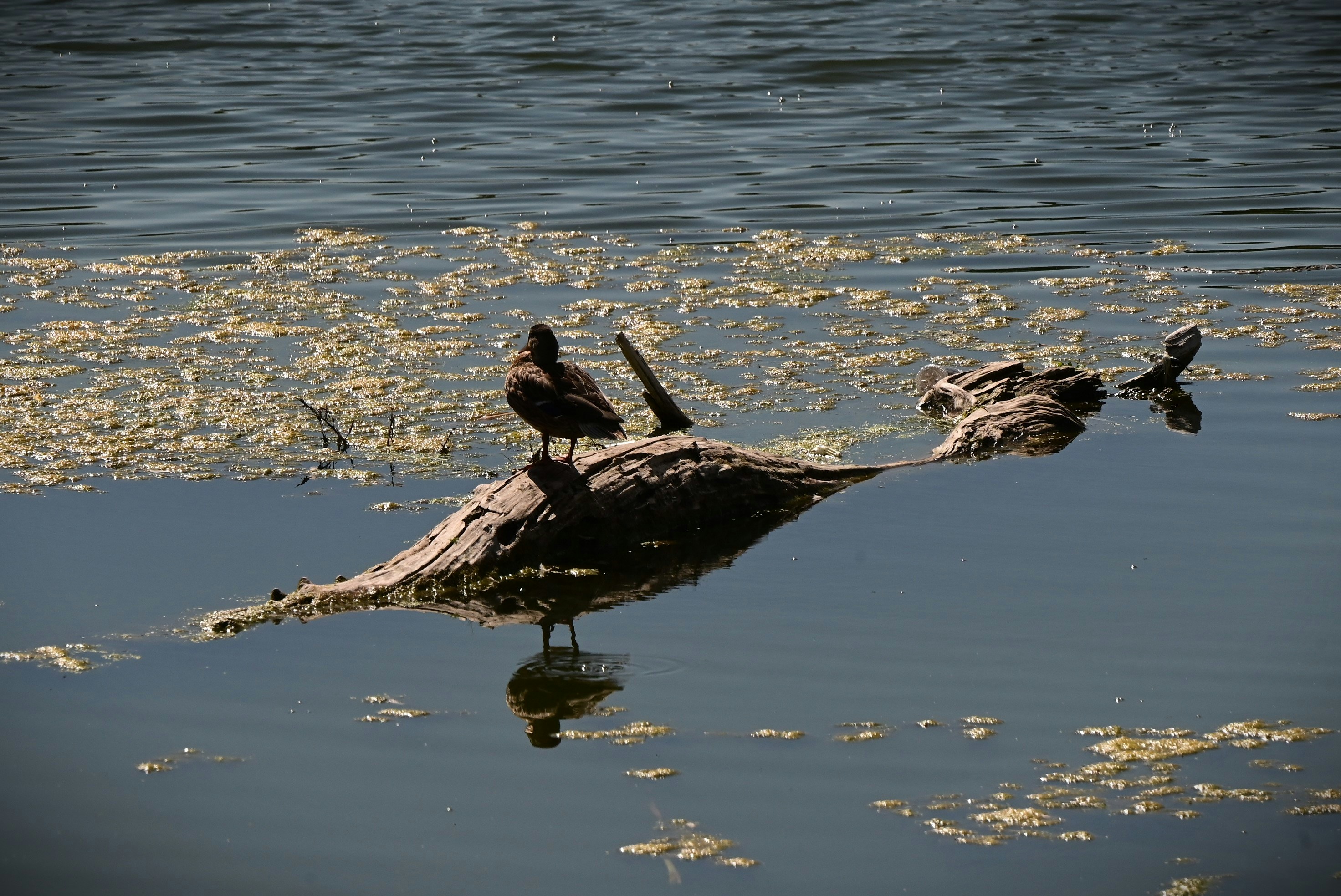 Driftwood Sentinel: A Solo Bird Perched on a Log Rearing Above Glassy Water
