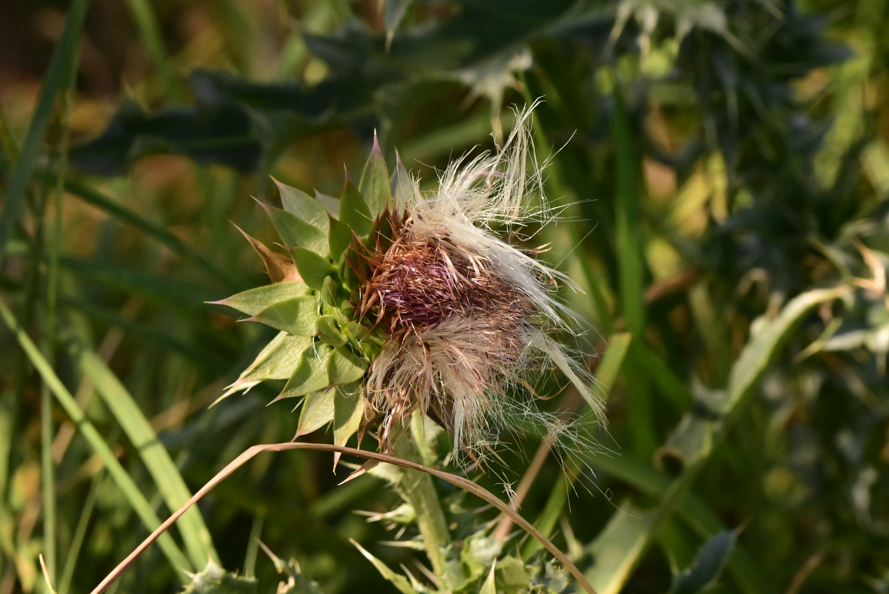Frayed Seed Head with Radiant Hairs Amid Green Thicket