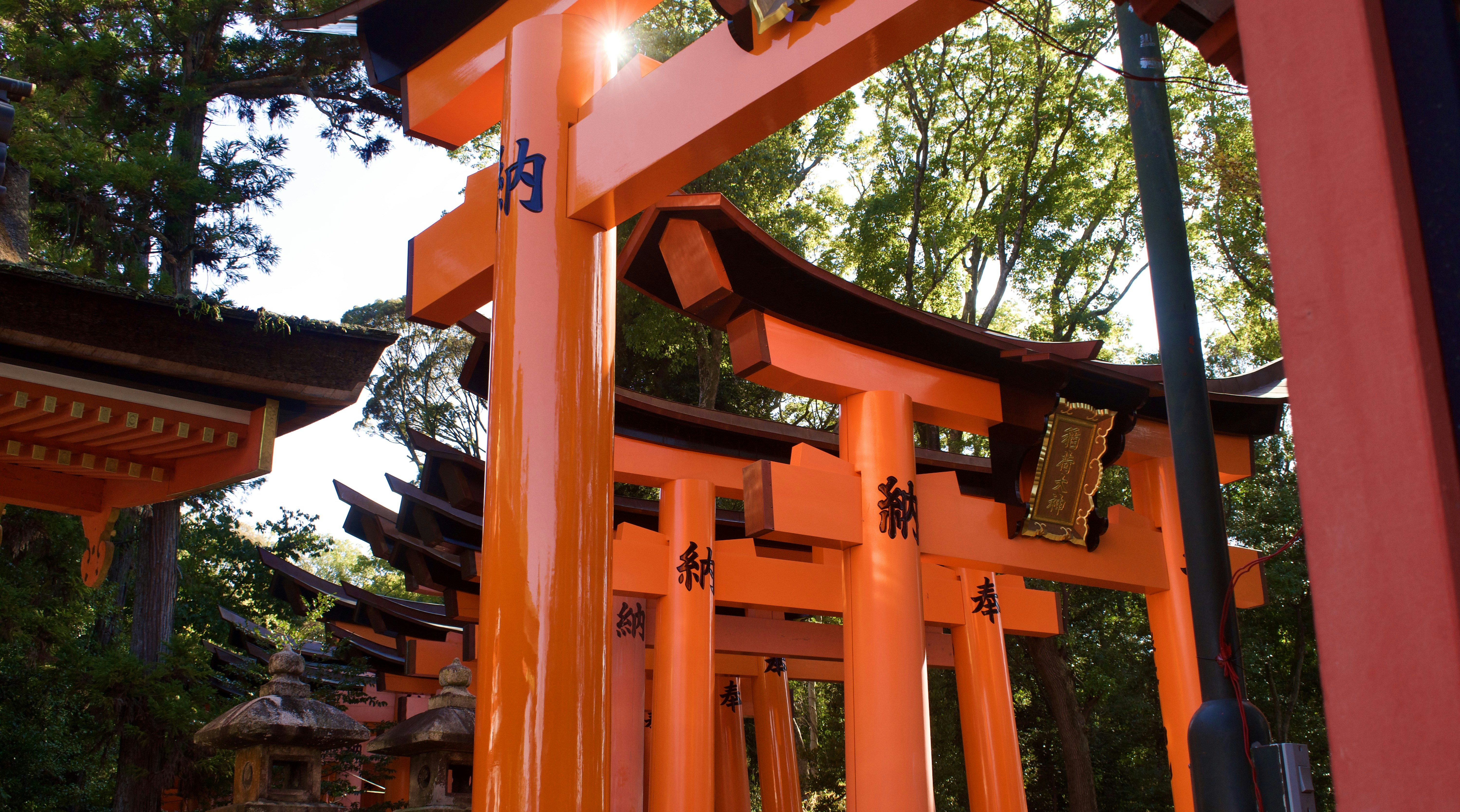 Crimson Gates: A Corridor of Torii Toward the Light