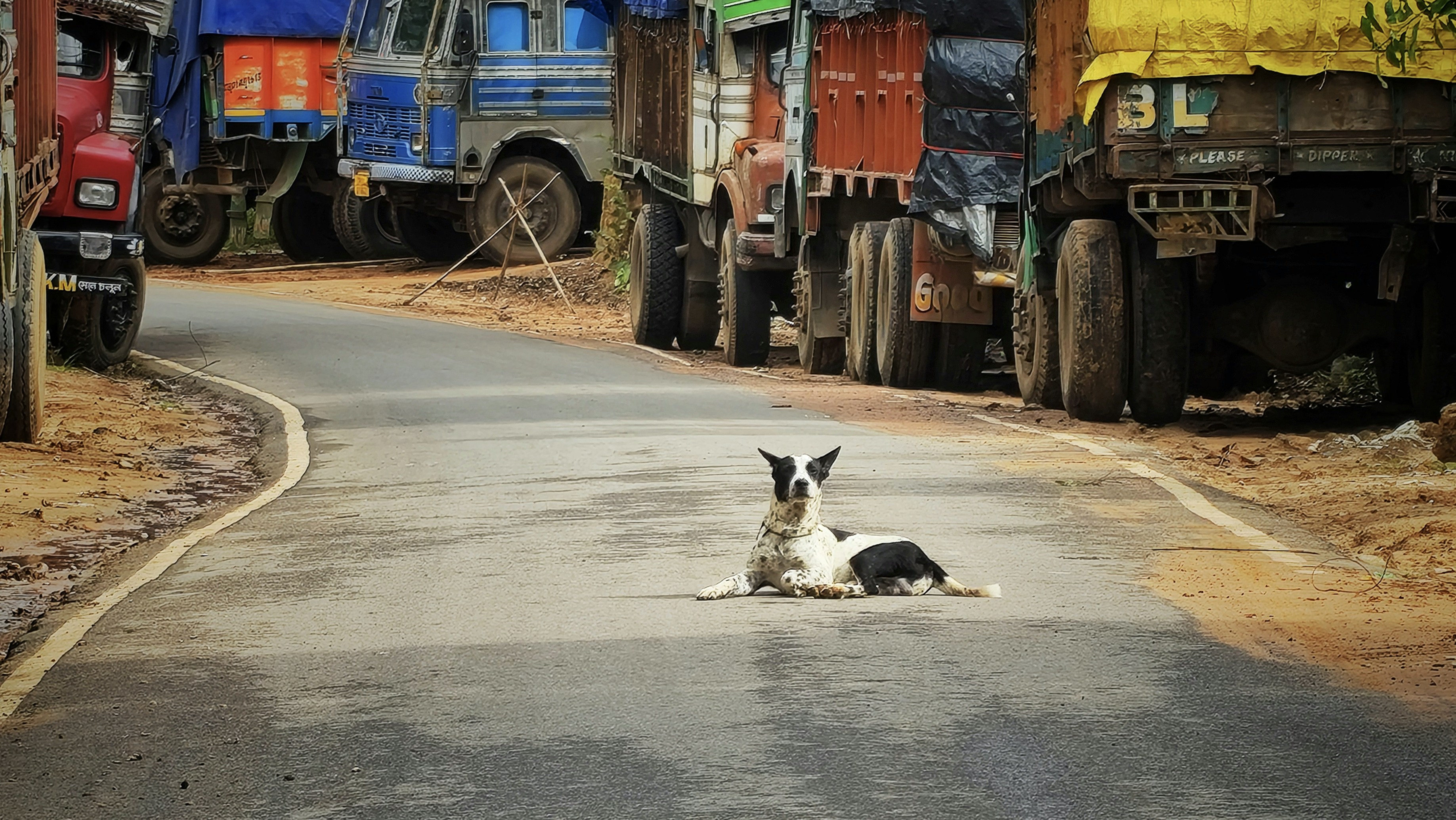Small dog resting on a winding road flanked by parked trucks; a quiet, industrial street scene with warm earth tones and a focal animal.