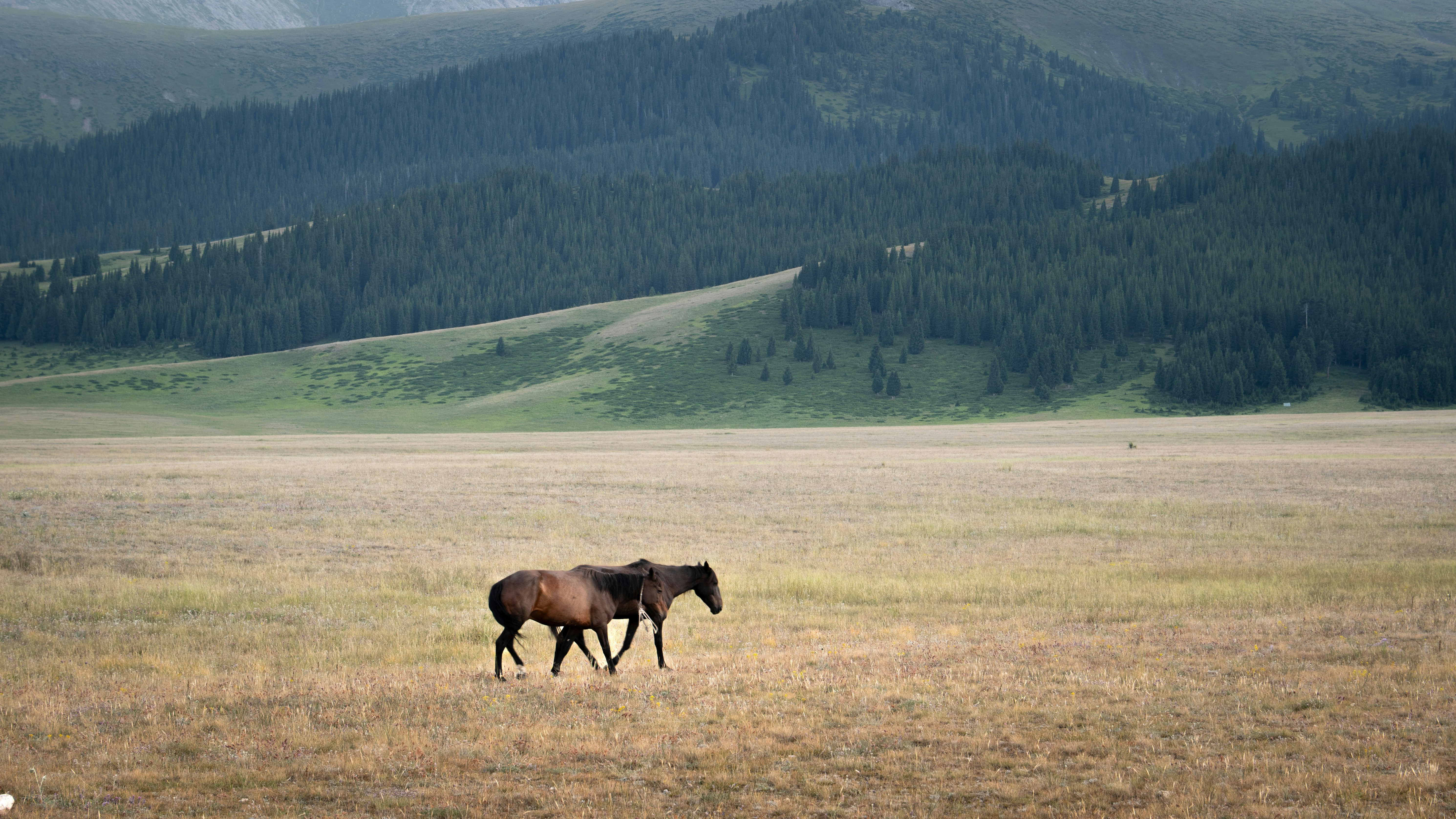 Horses and Horizon: A Quiet Prairie beneath Distant Pines